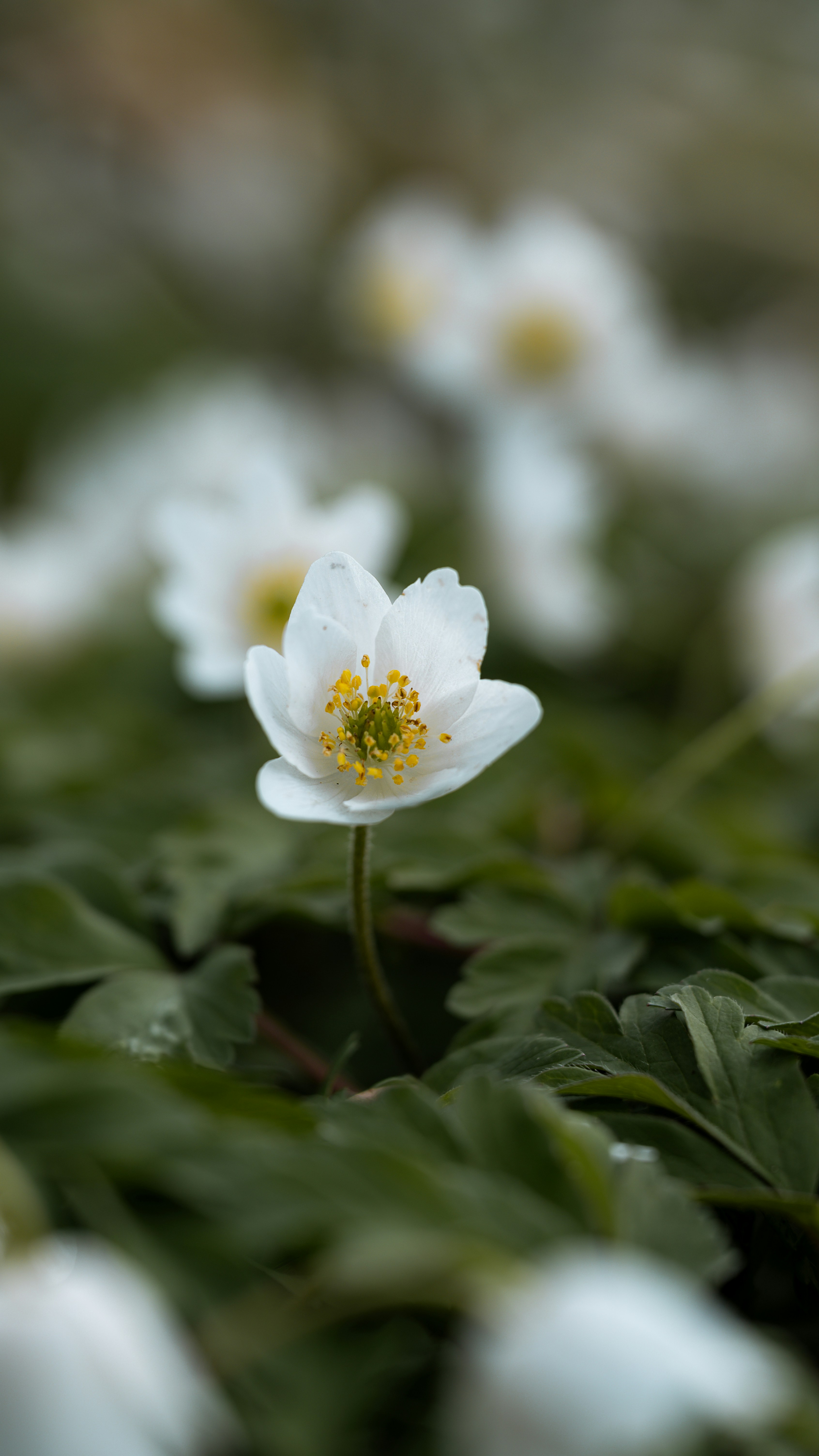 White Anemone in Soft Focus: A Delicate Bloom in Quiet Green