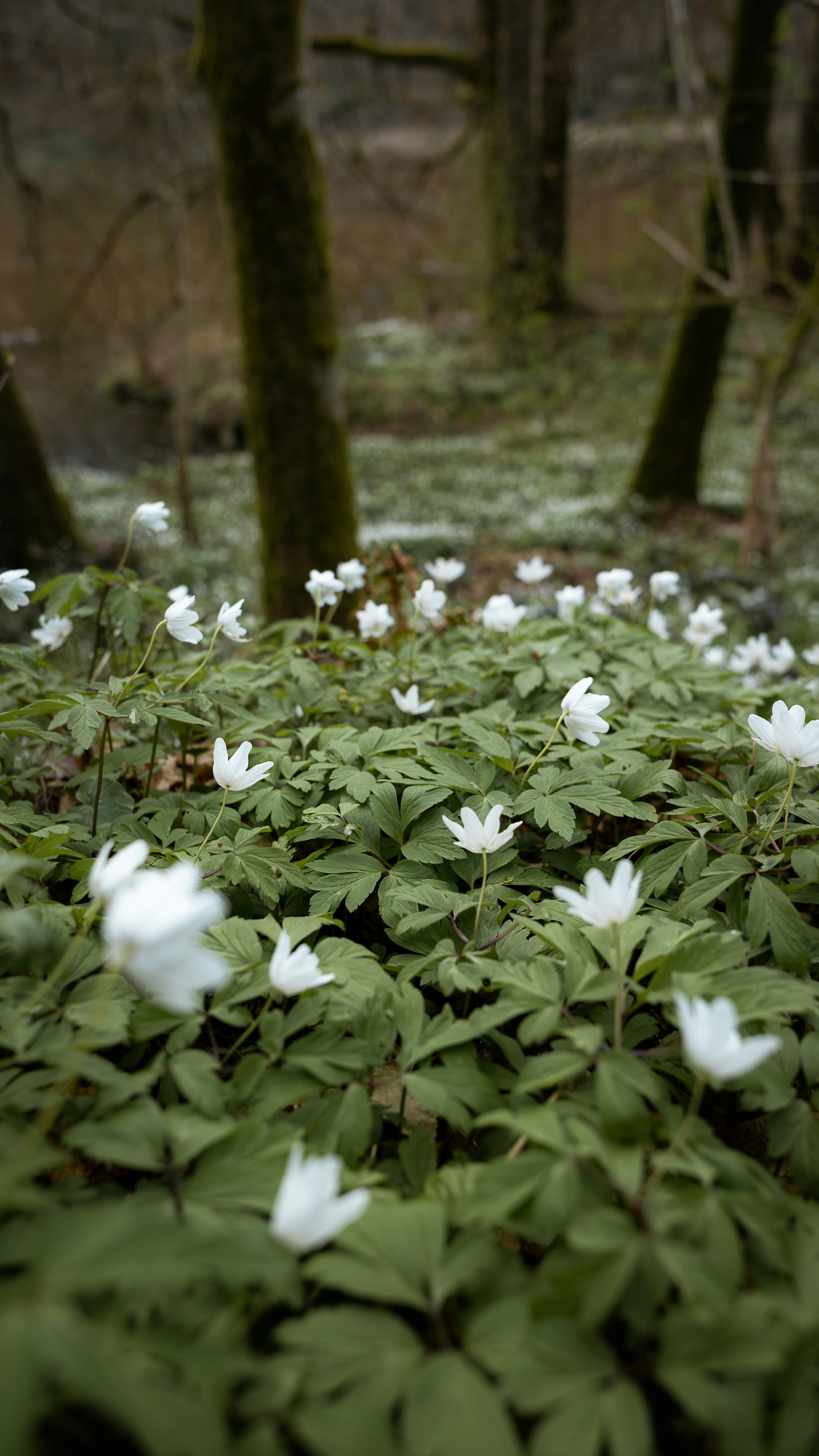 Emerald Understory: White Anemones Reaching Through a Mossy Floor