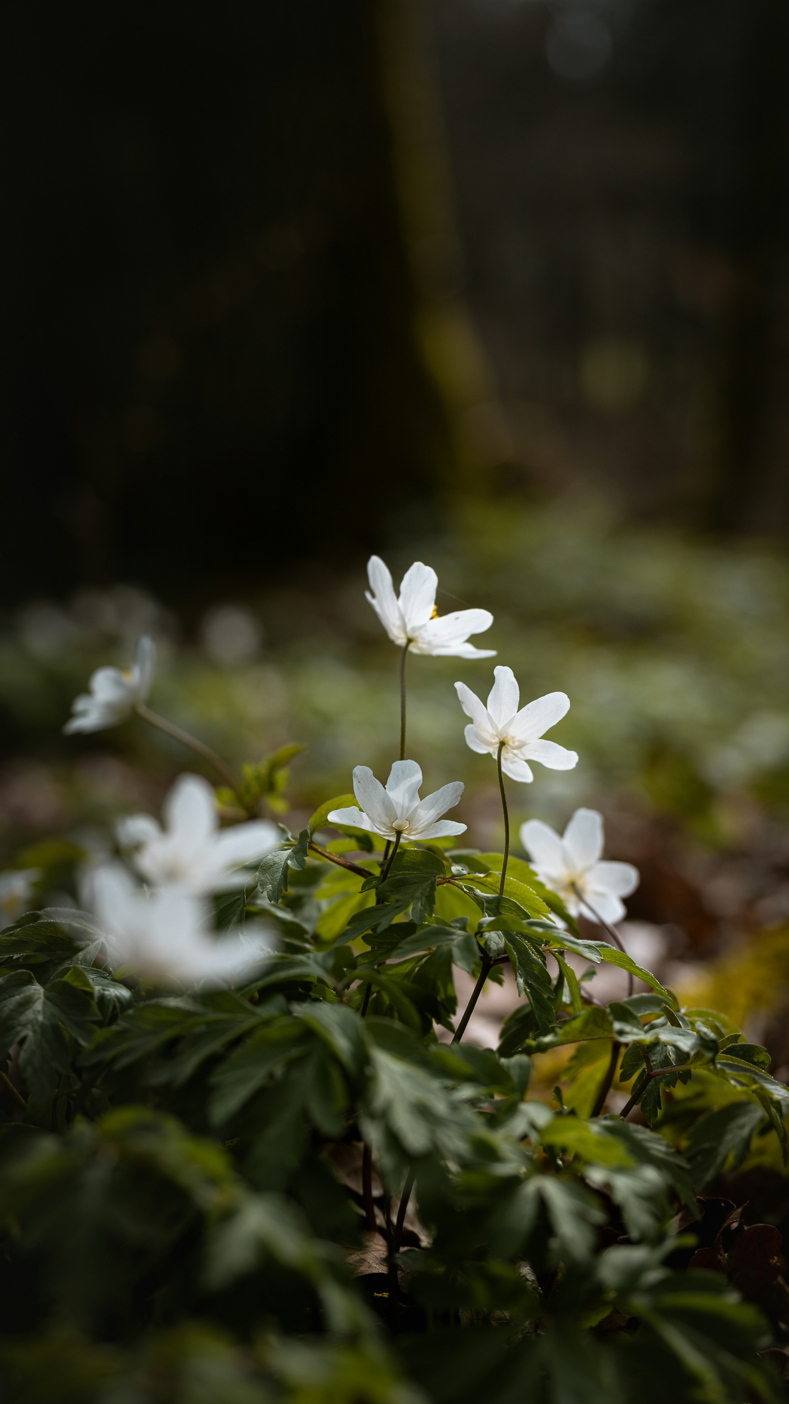 White woodland blossoms reach toward the soft forest light