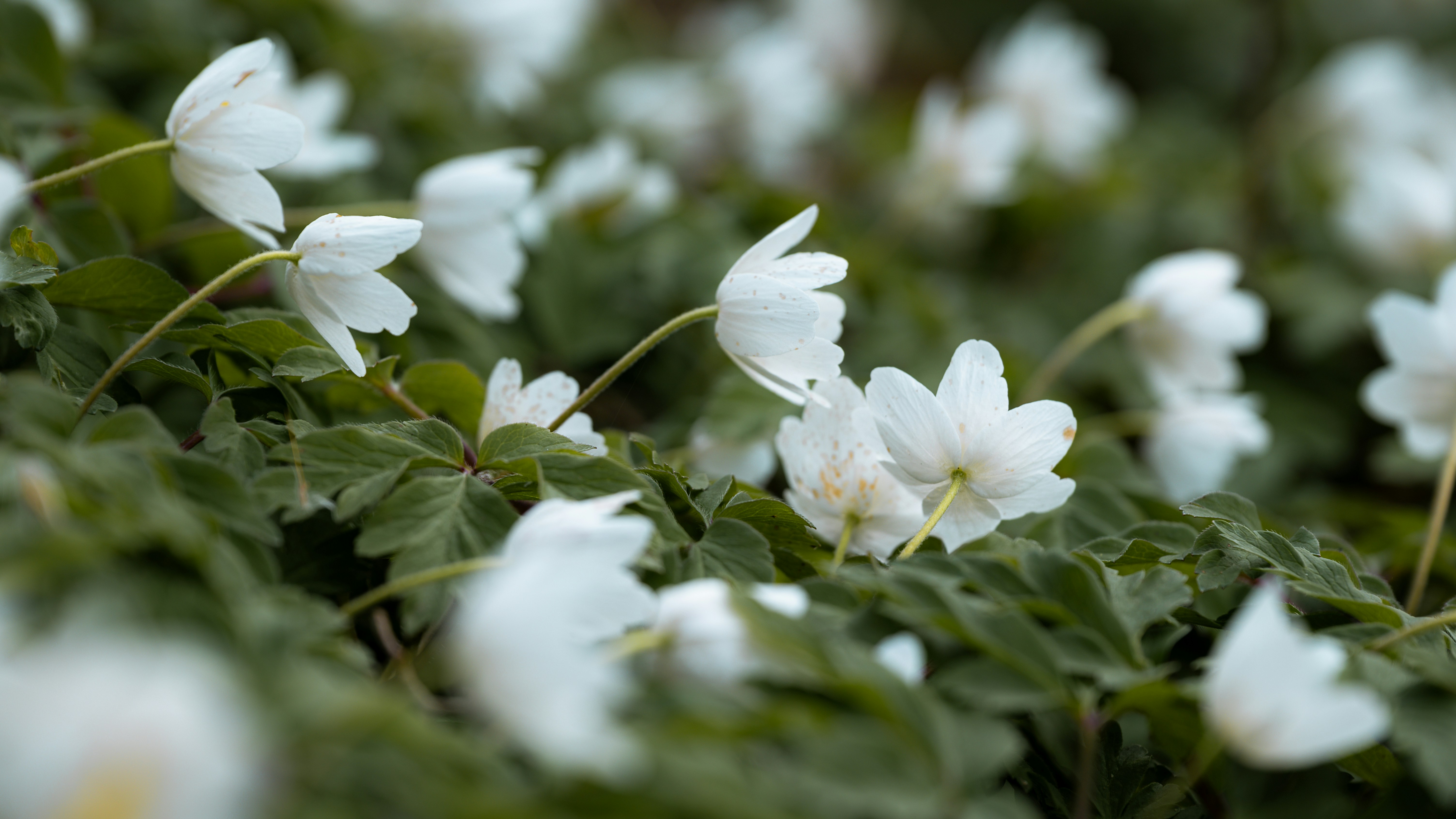 White blooms drift along a emerald hedge in soft afternoon light
