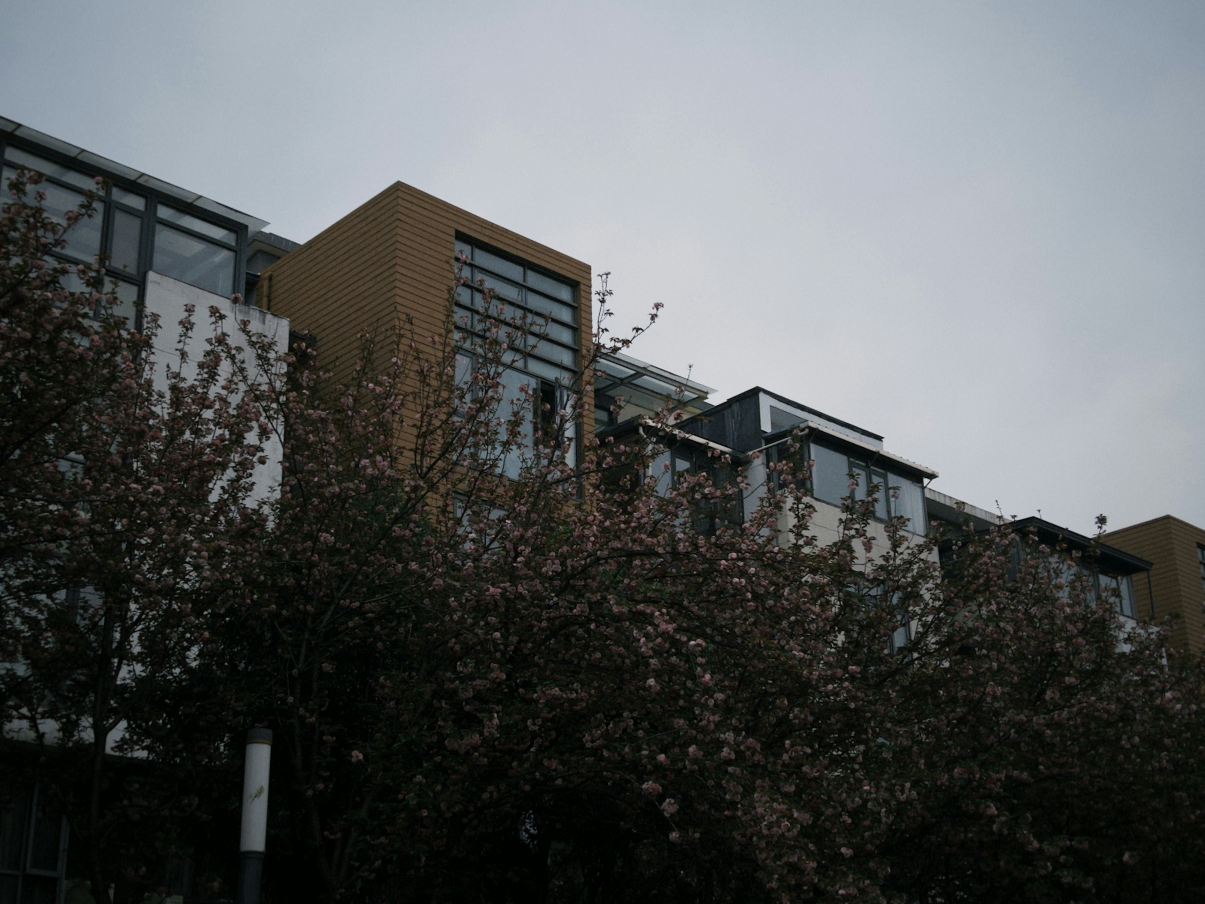 Urban Bloom: Facade Above The Flowering Canopy
