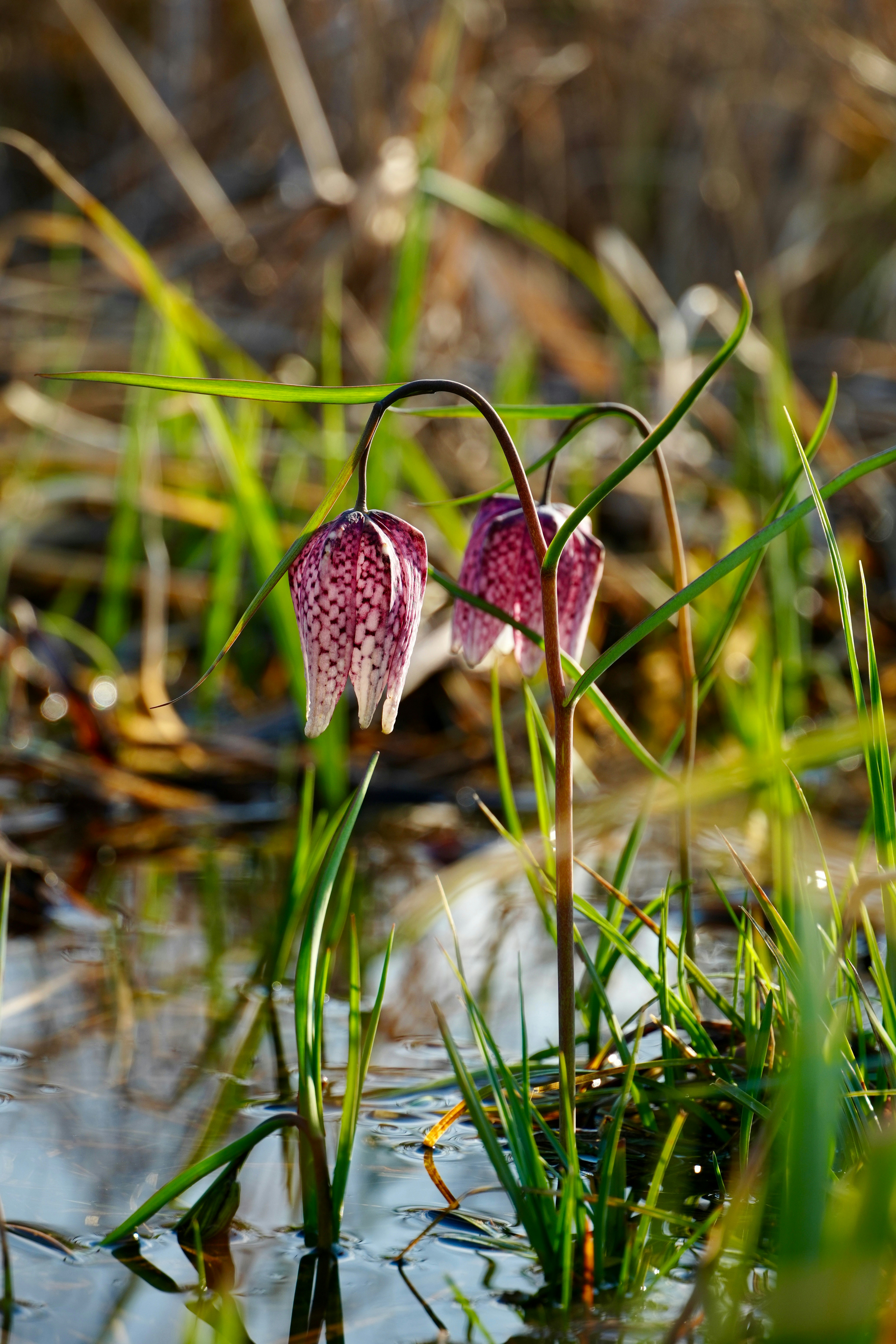 Two Drooping Fritillaries in Spring Marsh