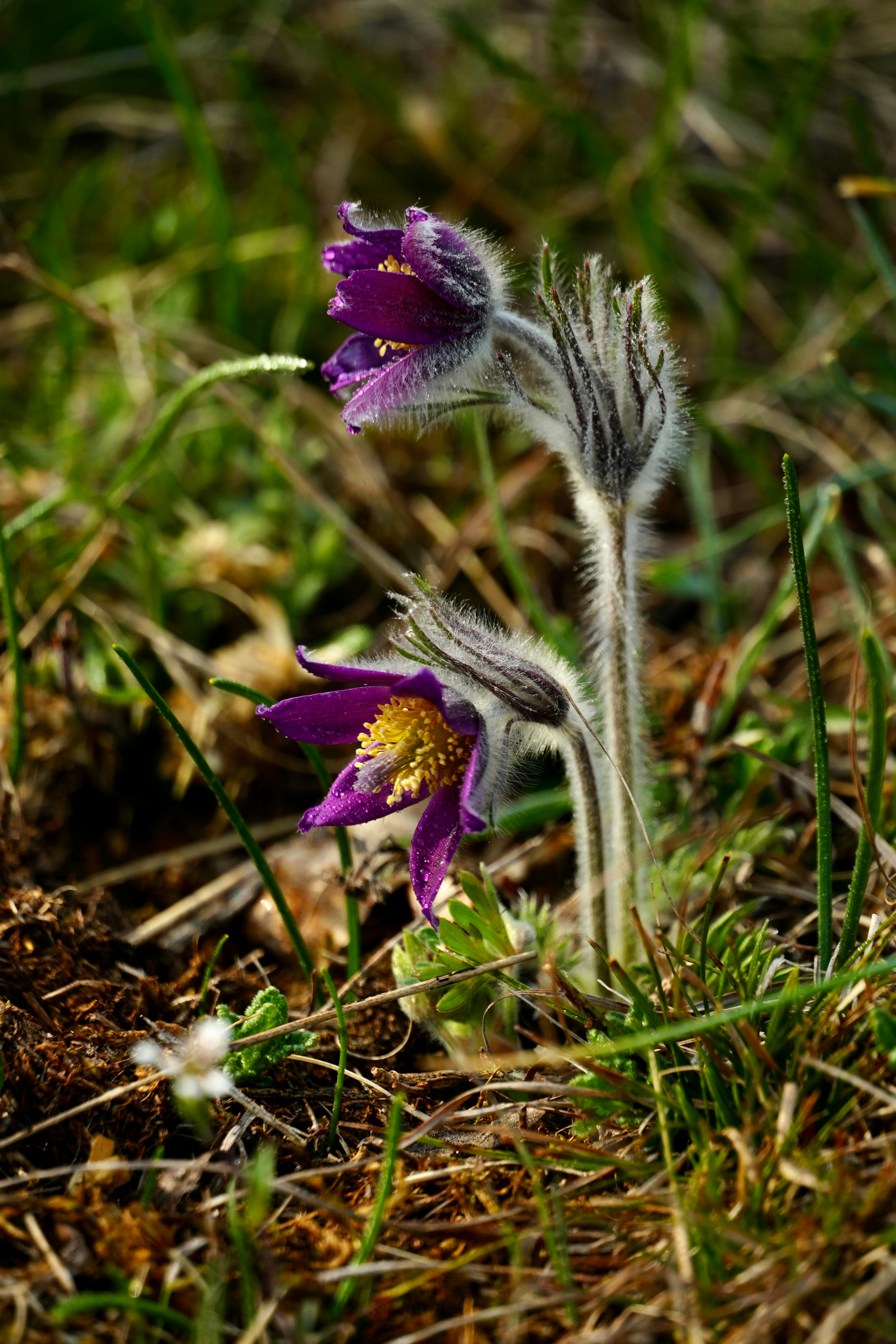 Fuzzy-stemmed Pasque Blooms Reach for Spring