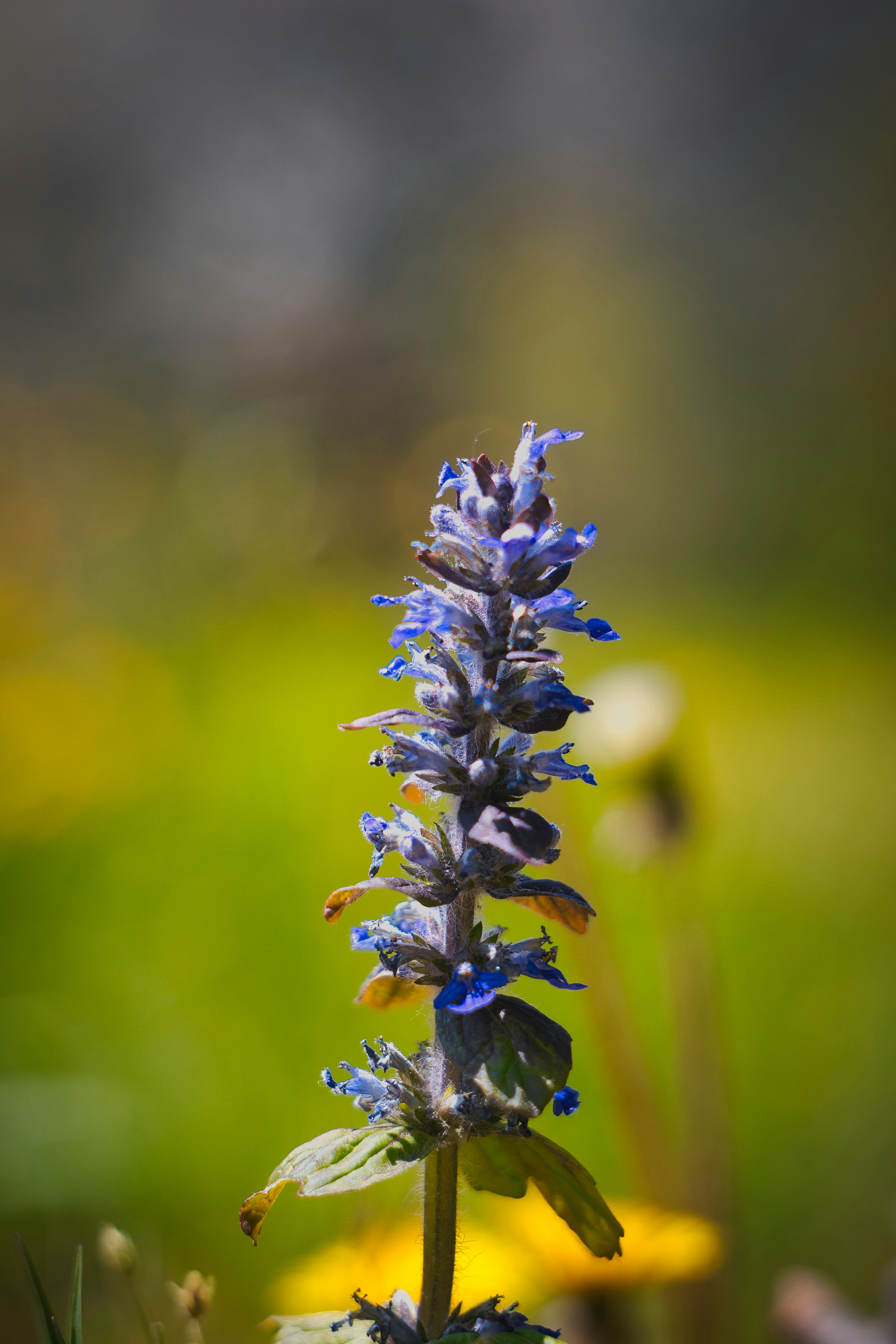 Azure spike of lavender in sunlit meadow with softly blurred background
