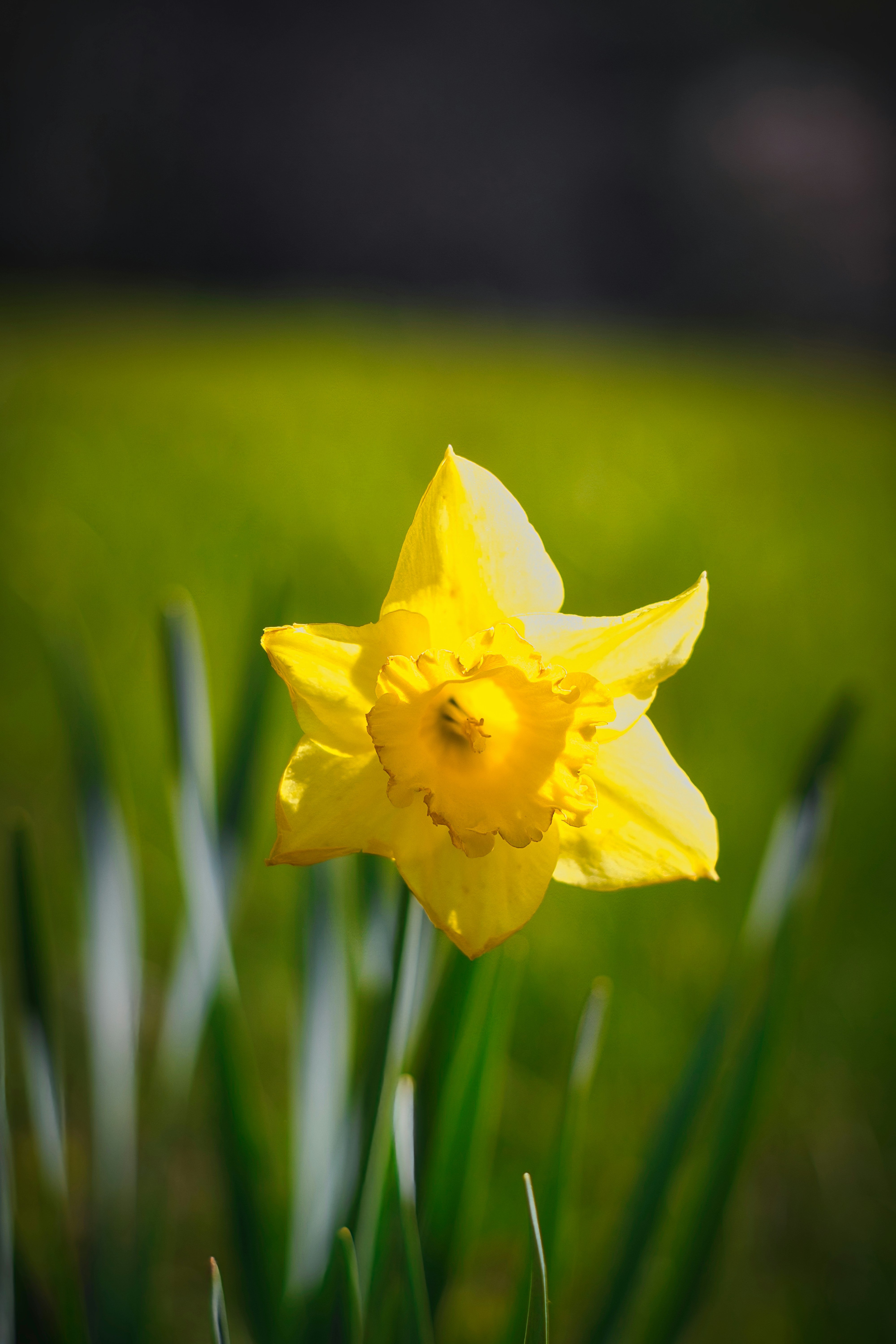 Sunlit Narcissus: A Bold Yellow Bloom in a Quiet Garden