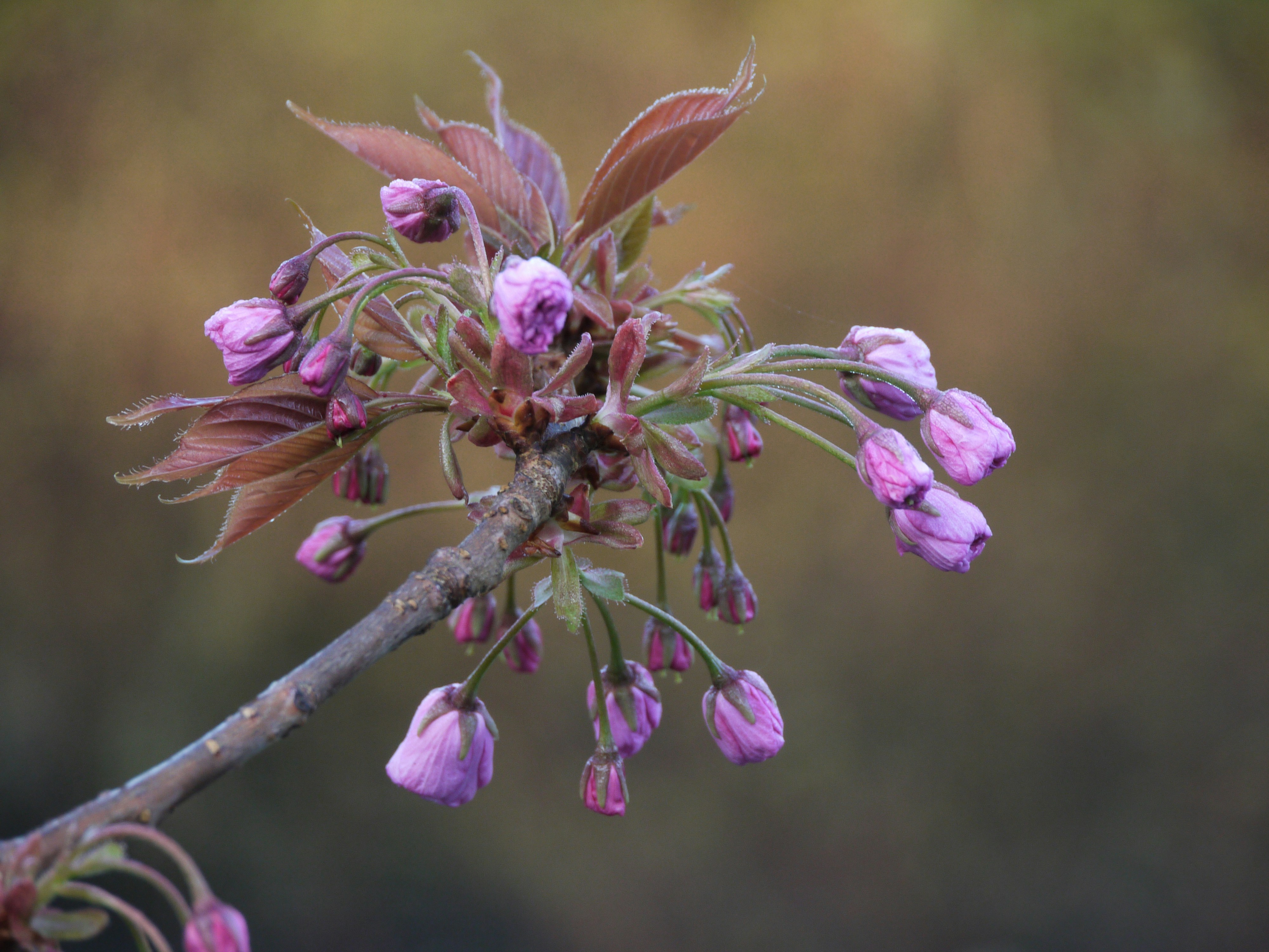 Purple Buds on a Quiet Branch