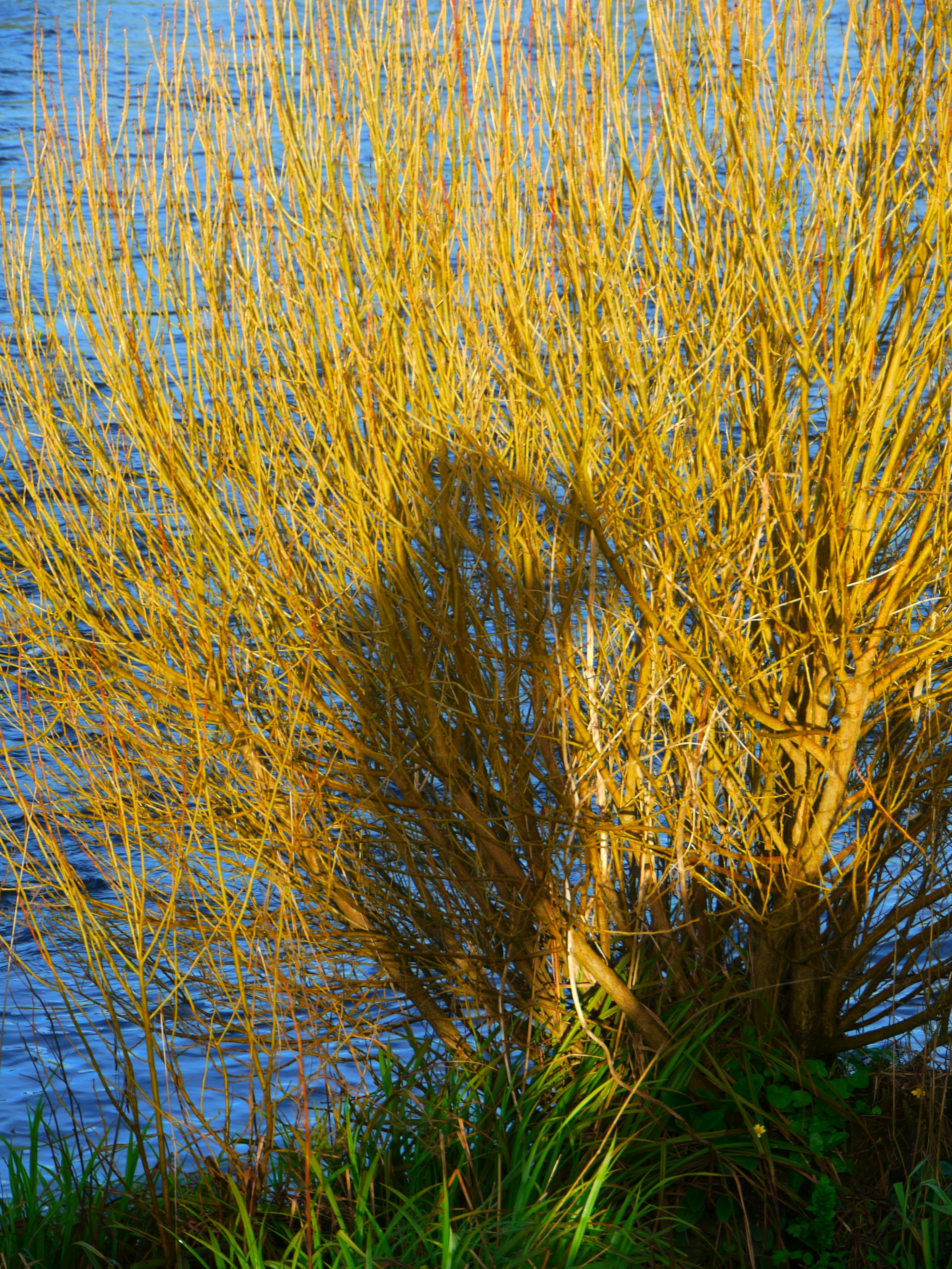 Golden Reeds by the Waterline