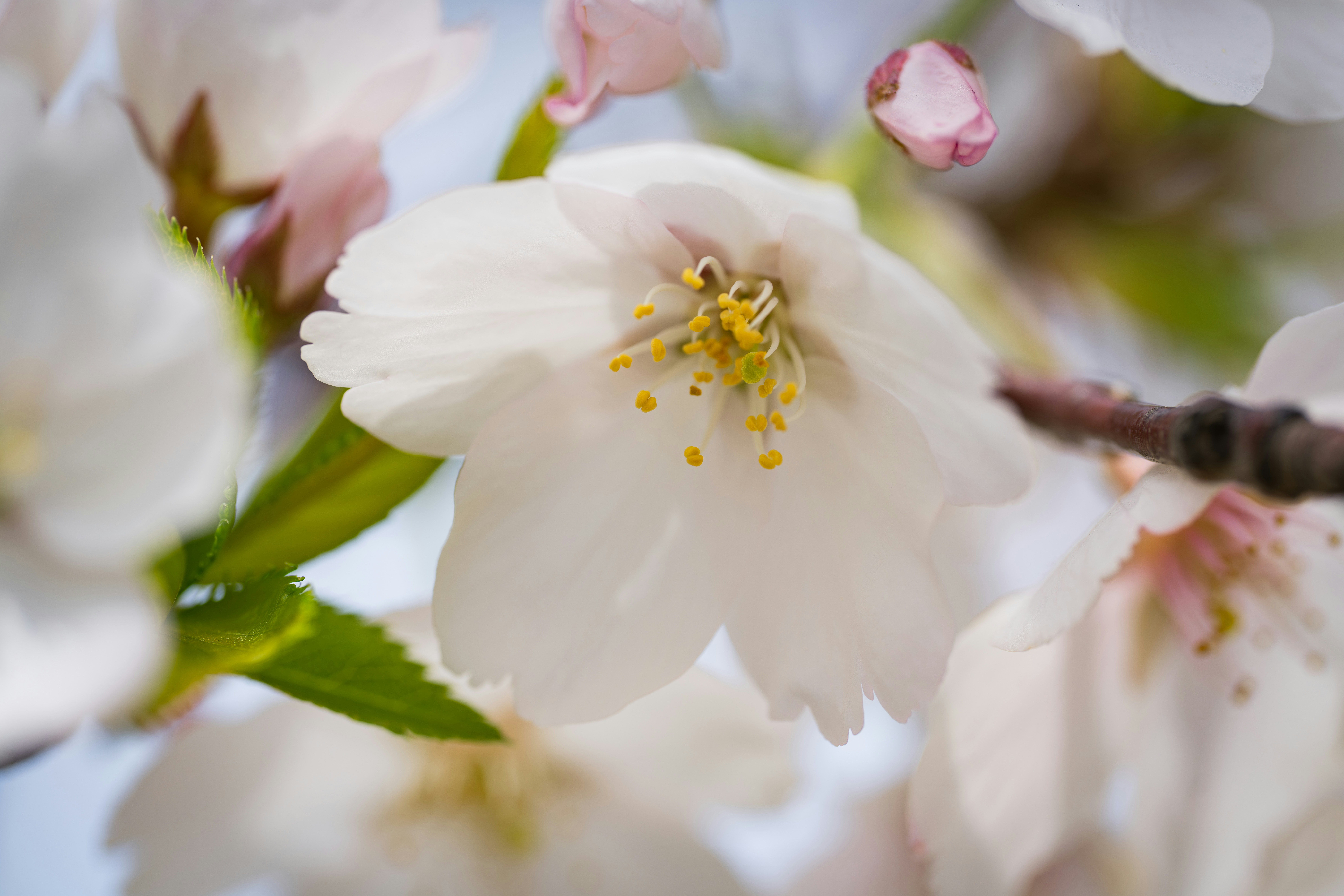 Petal Spotlight: A Delicate White Blossom in Soft Focus