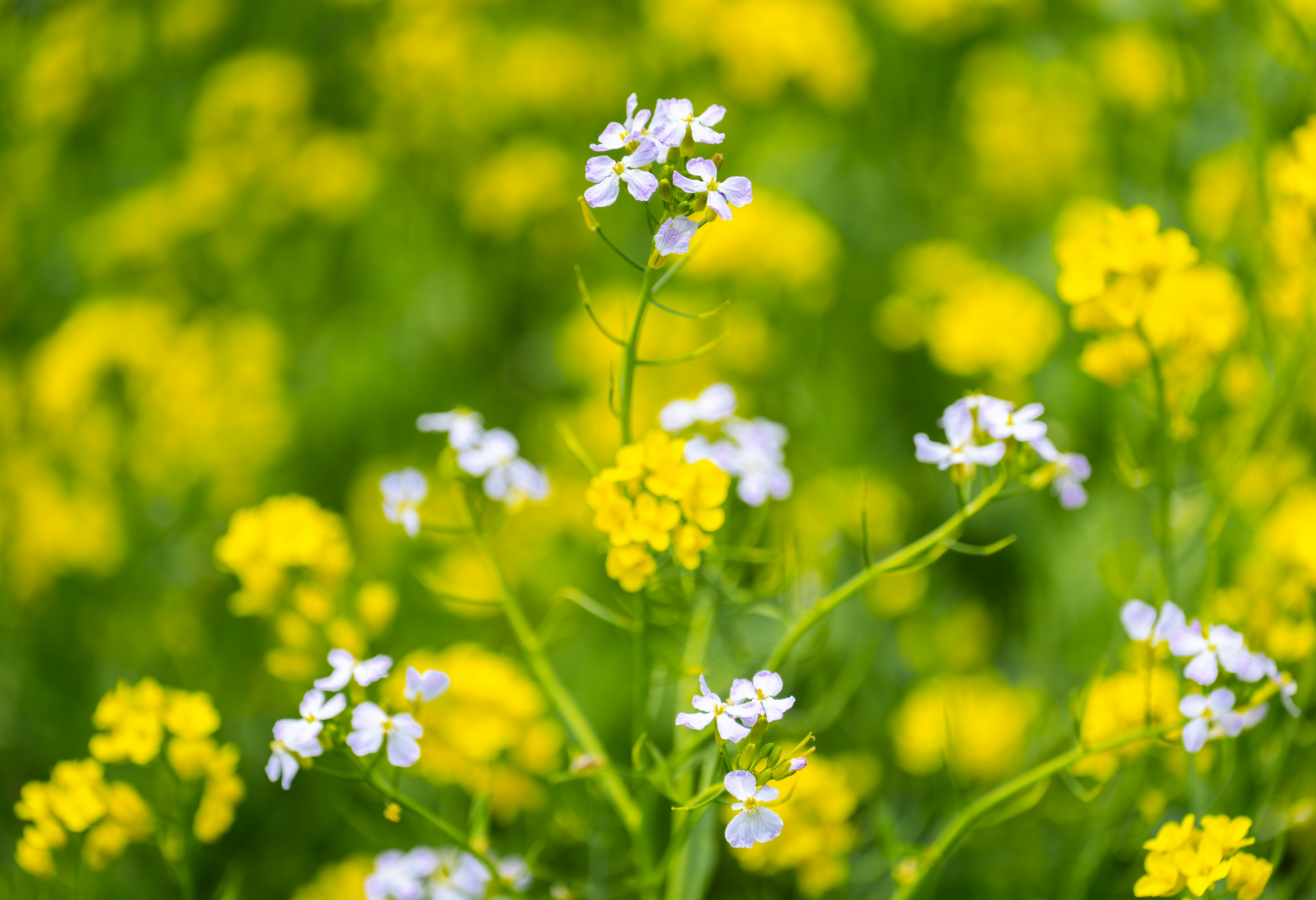 Whispers of Spring: White and Yellow Blooms amidst a Sunlit Sea