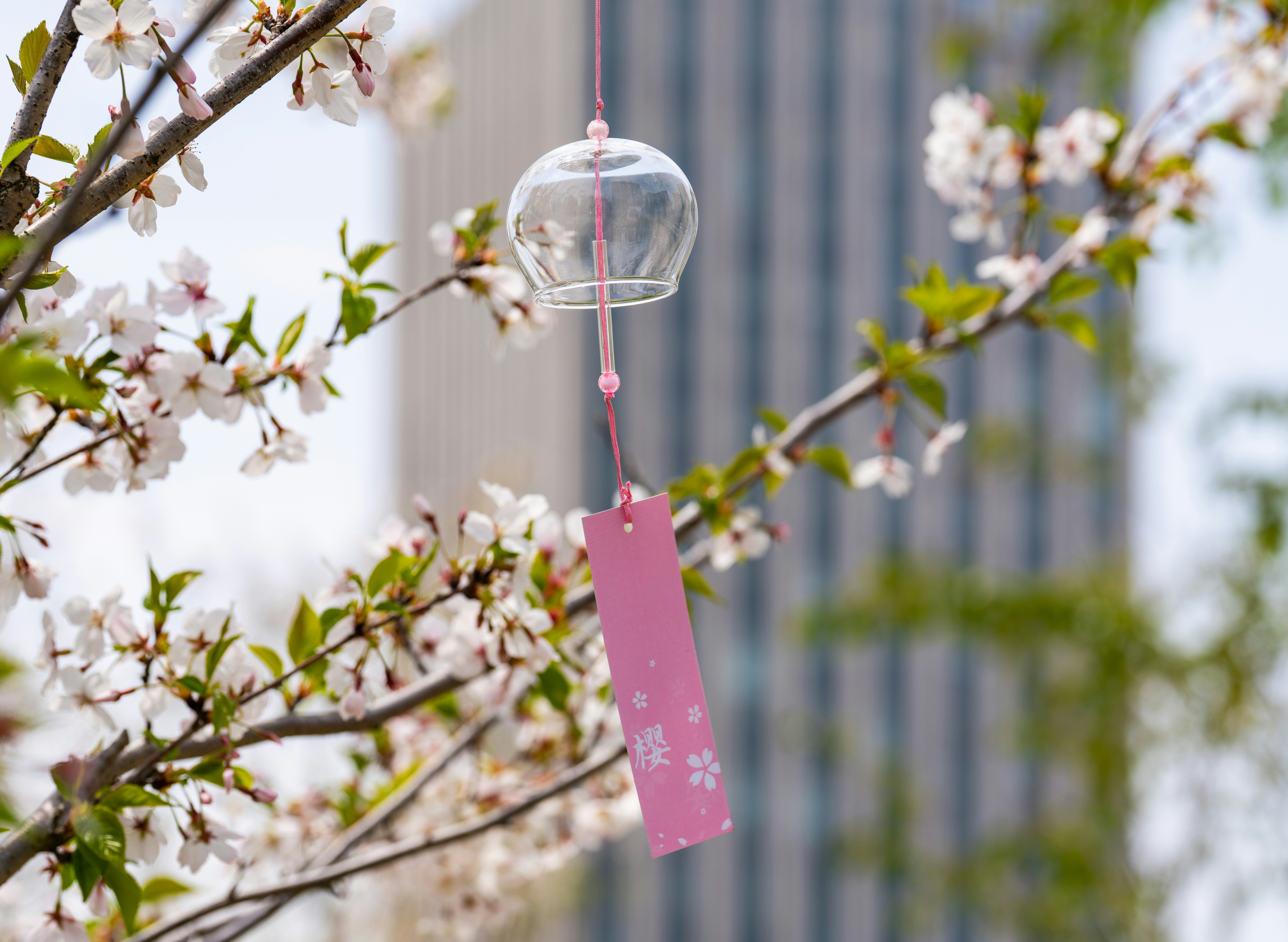Pink Charm on a Cherry Blossom Breeze