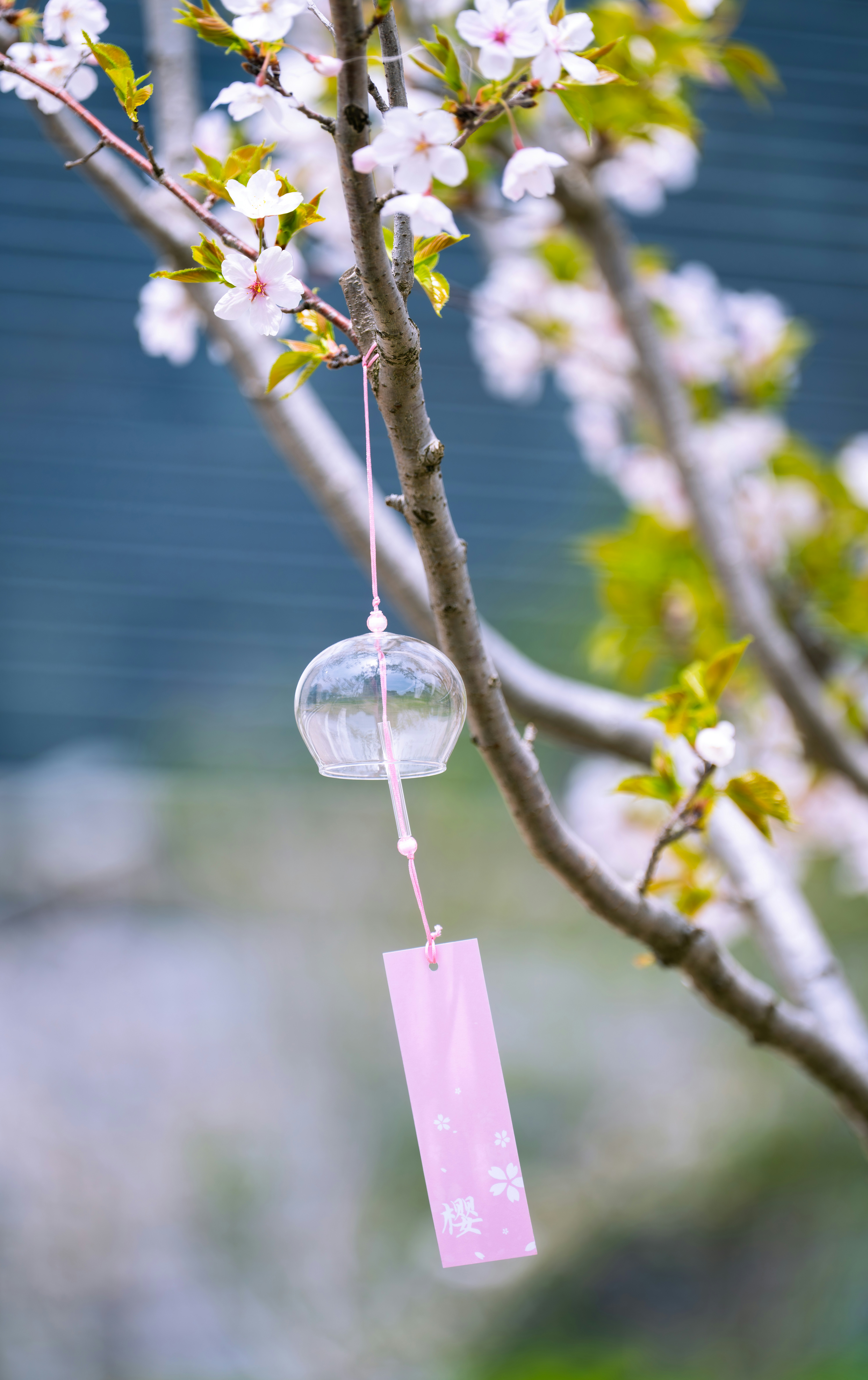 Pink Tassel on a Cherry Blossom Bell