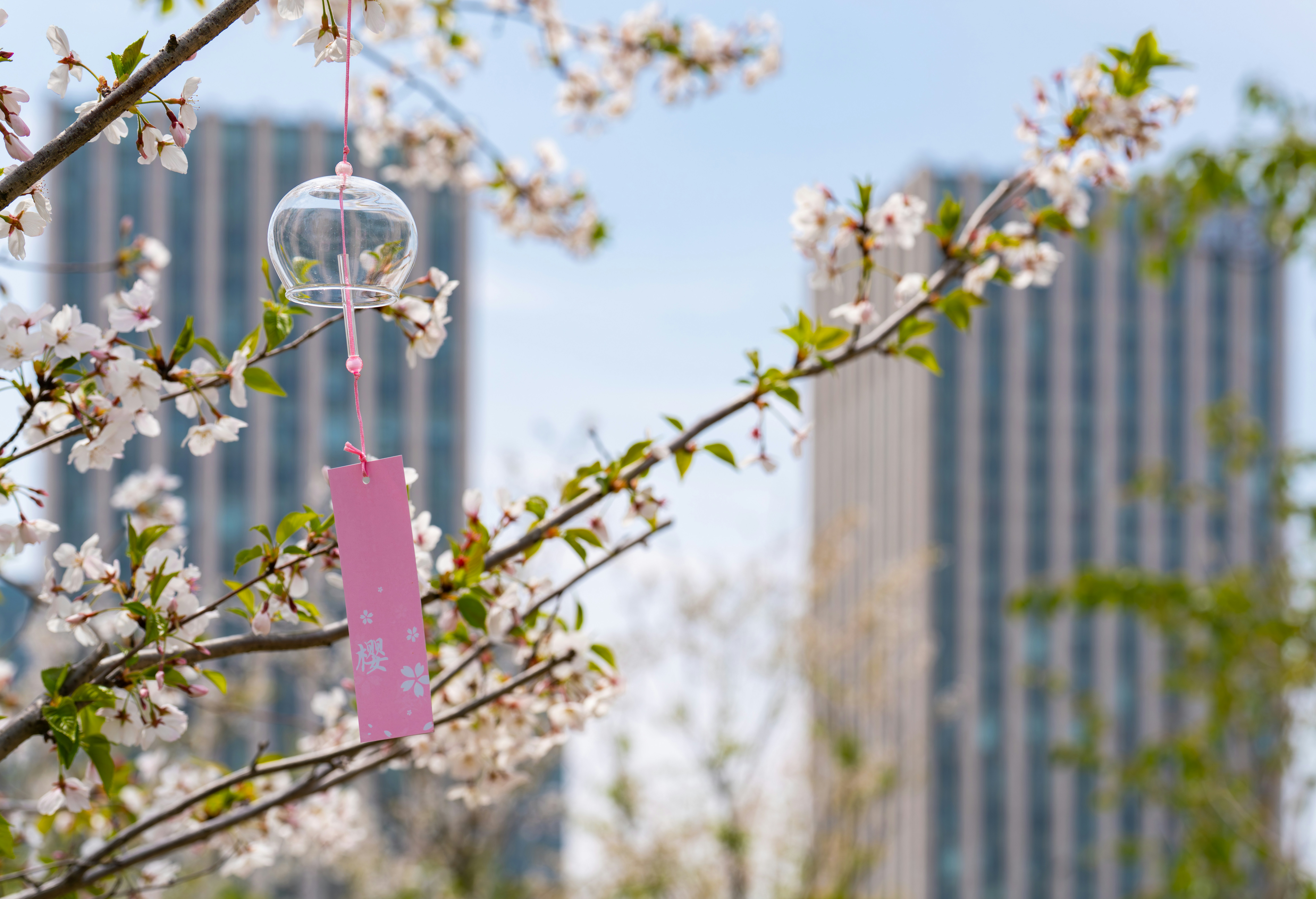 Pink Tassel on a Cherry Branch with Urban Towers in Soft Focus