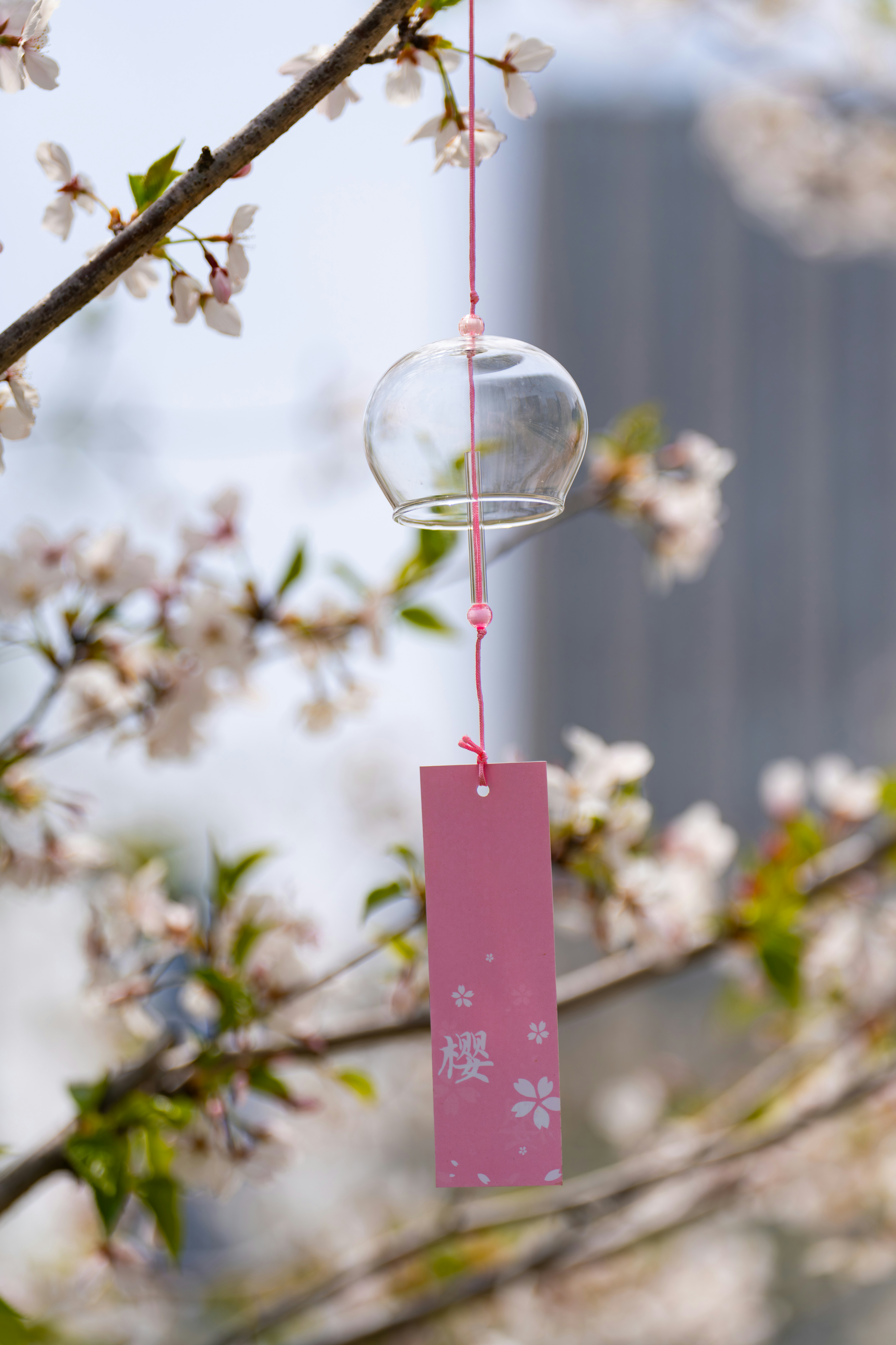 Pink Tag and Wind-Chime Glass Pendant Among Cherry Blossoms