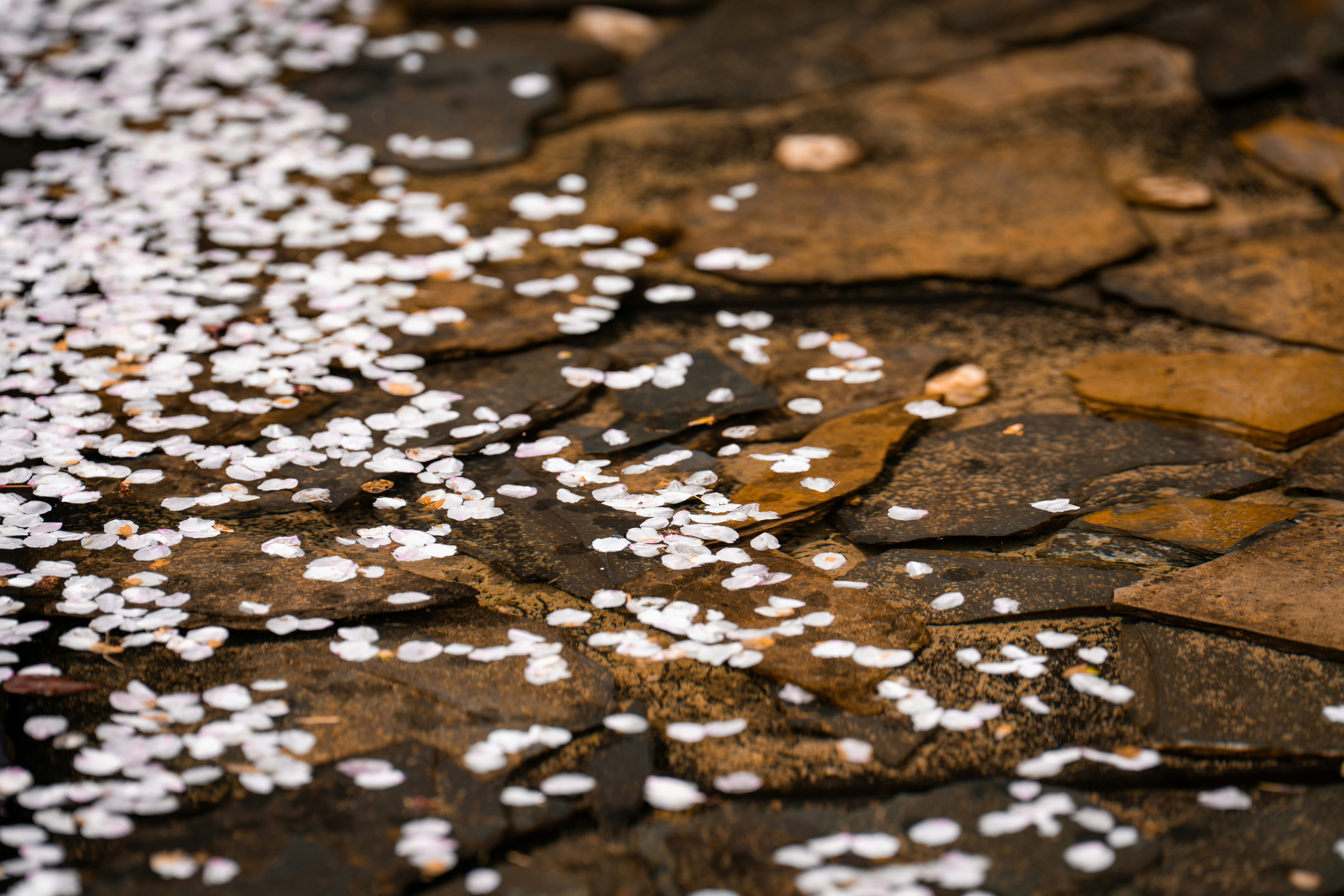 Petal Echoes on Weathered Stone