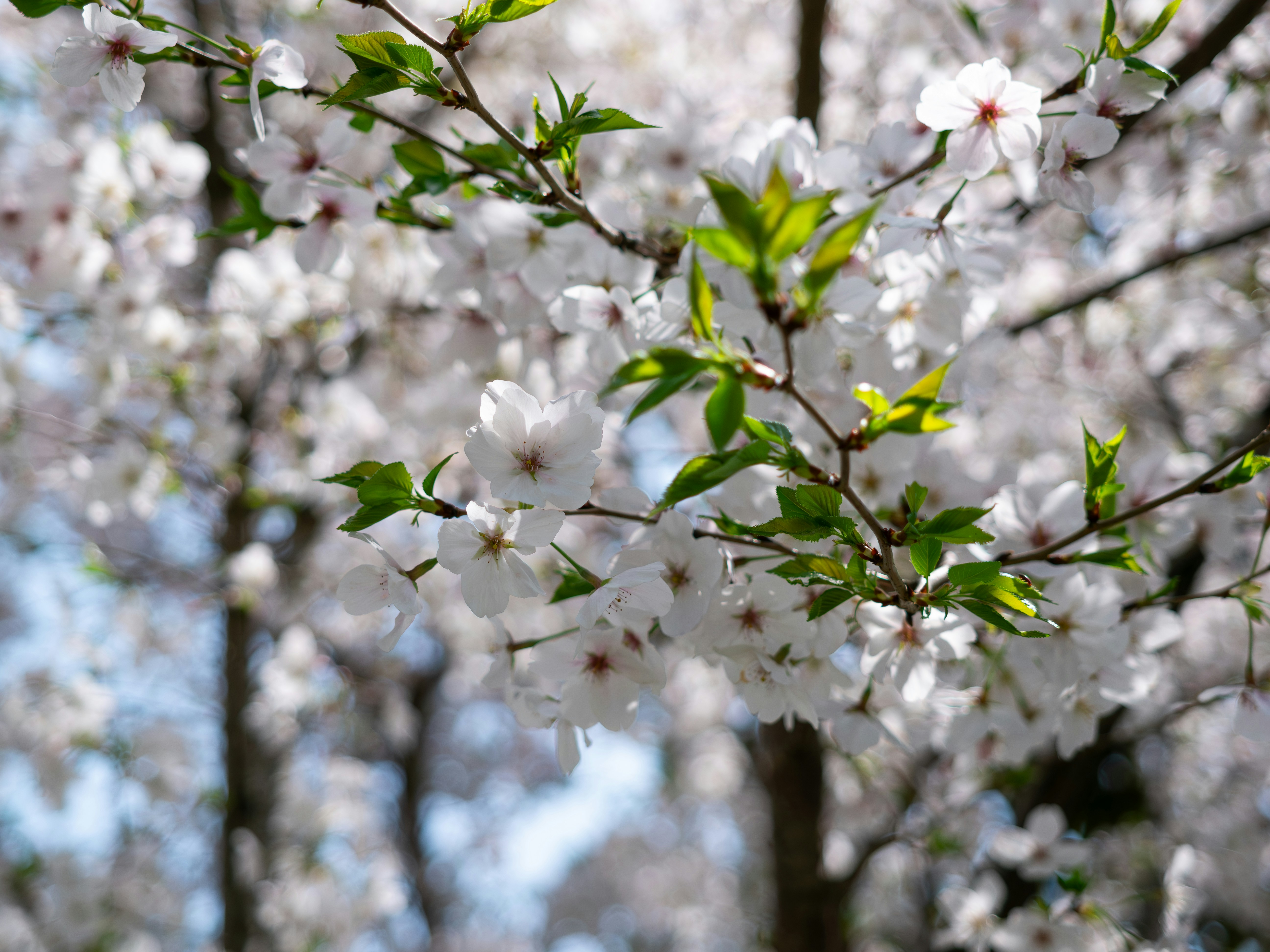 Blossoms in Focus: A Quiet Burst of Spring on Branches