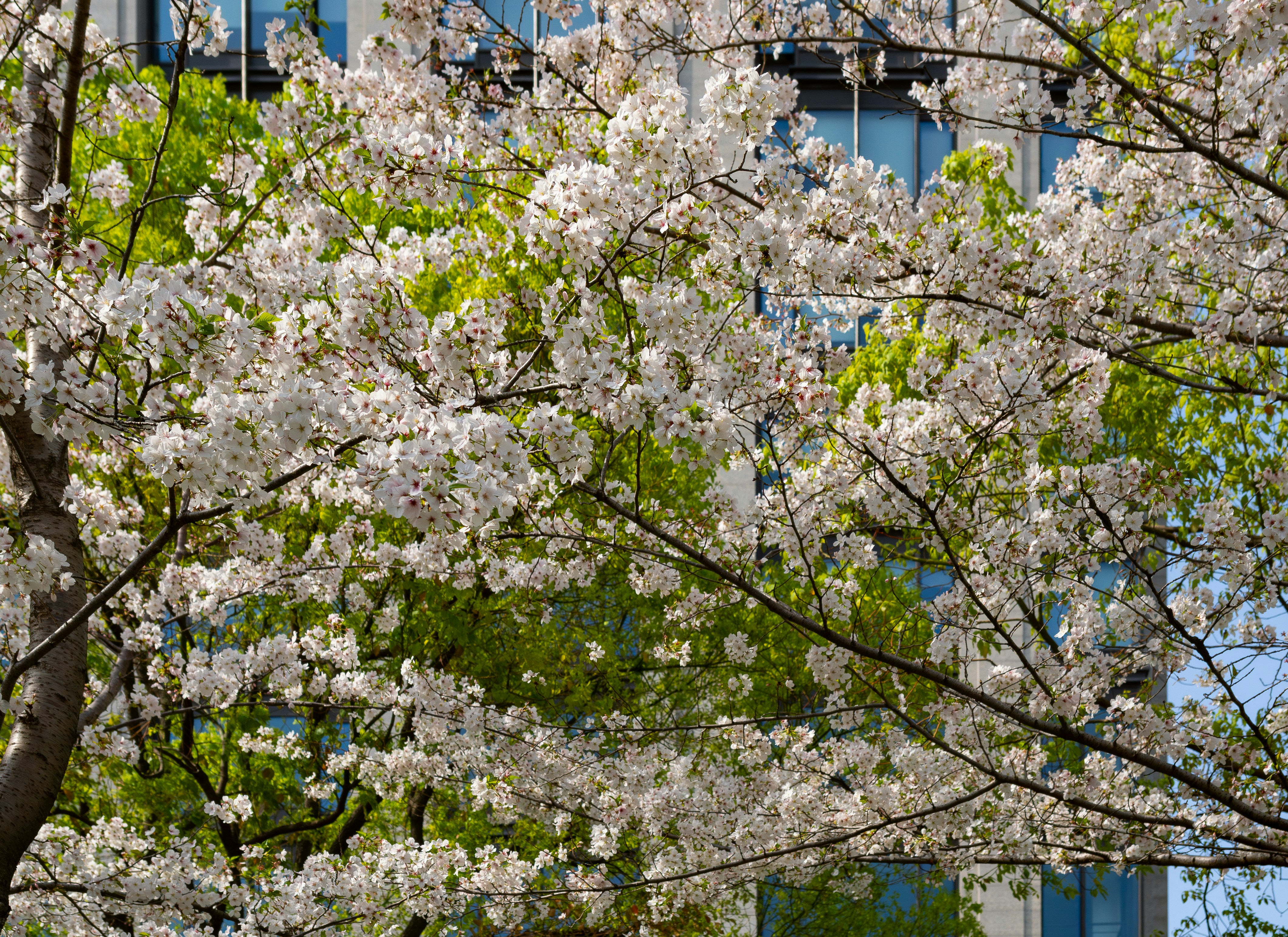 Blossoms Against the Glass: A Street-Tree in Bloom