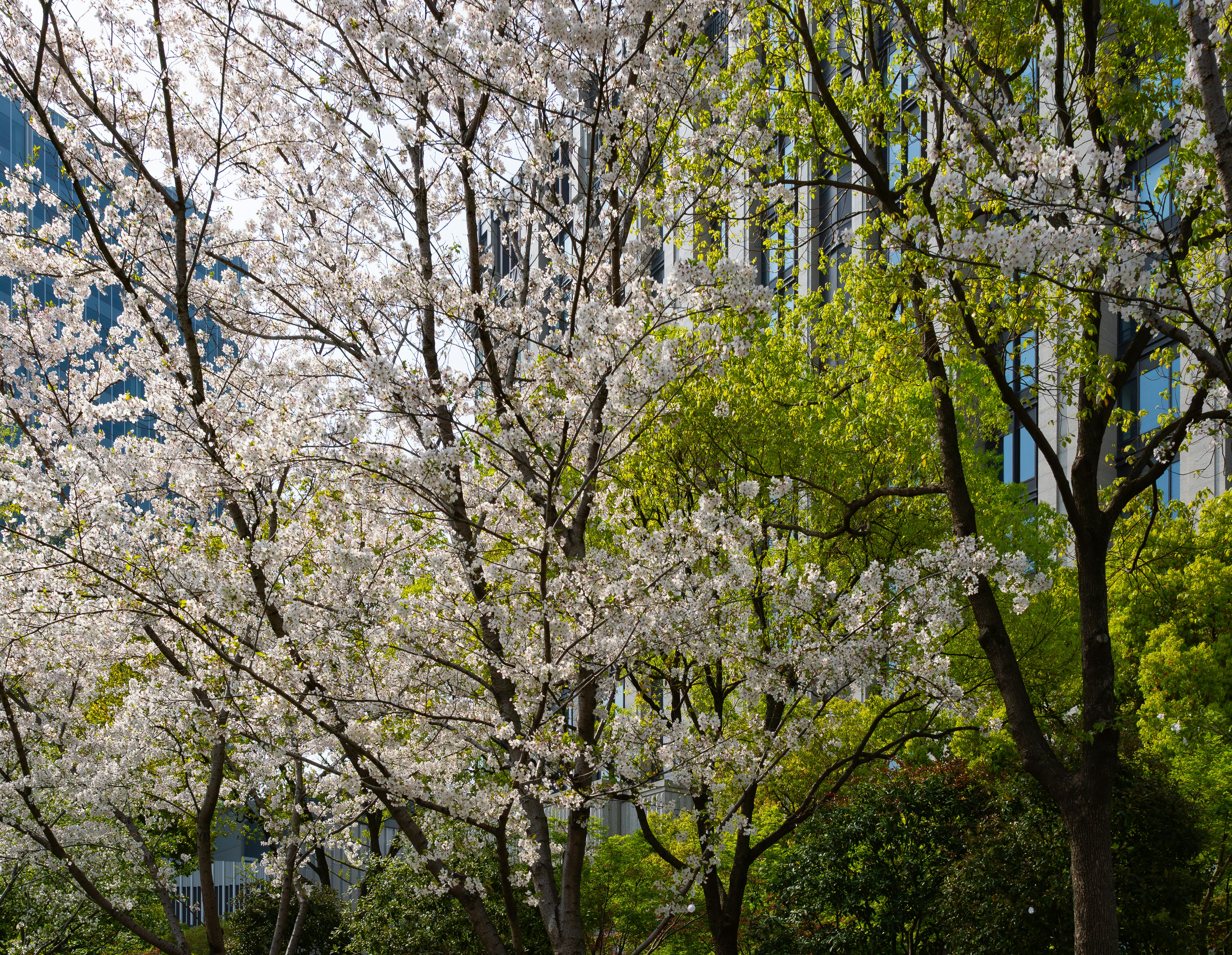 Blooming Canopy Over Glass and Green Street