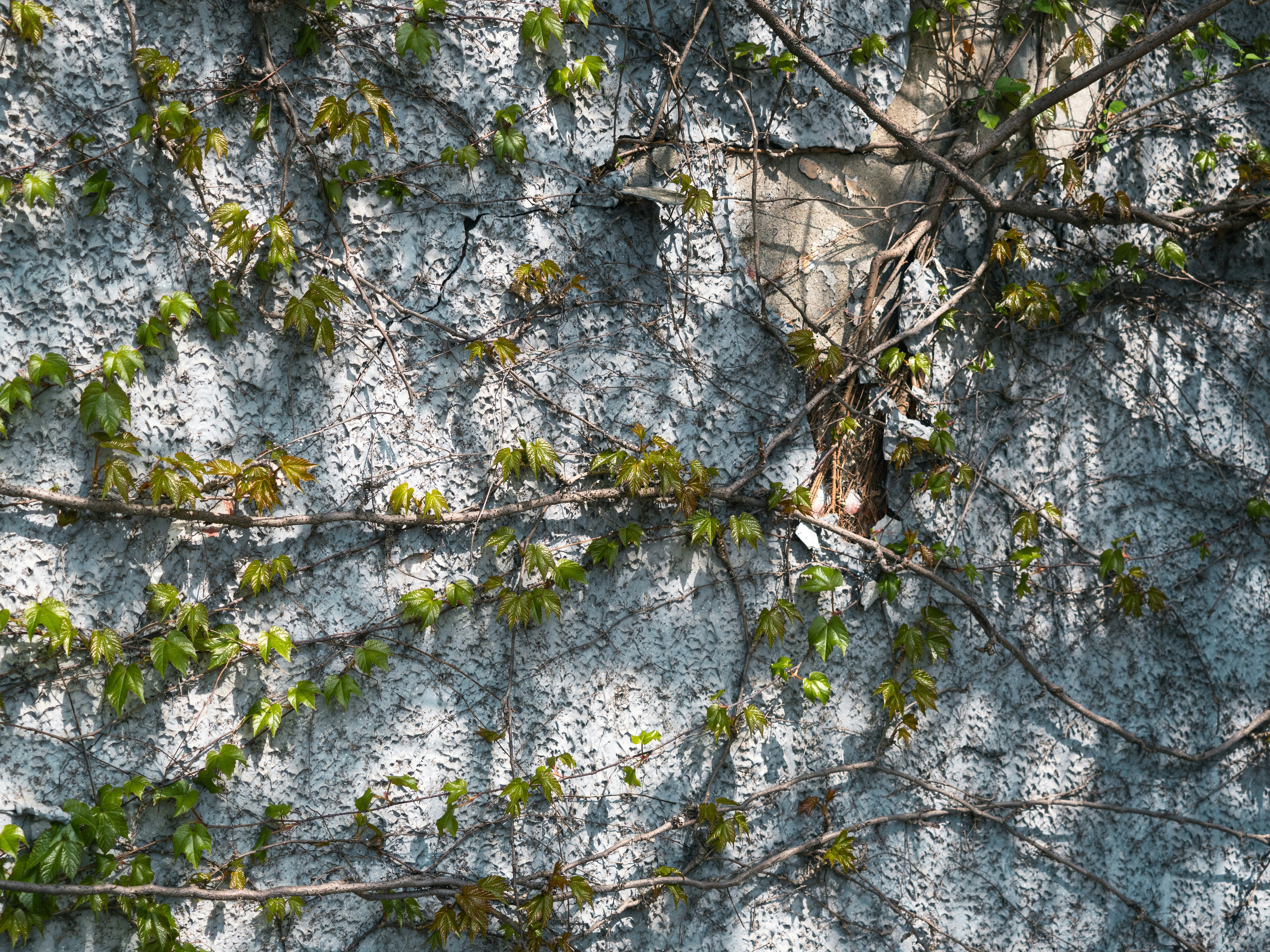Ivy Veil on a Timeworn Wall