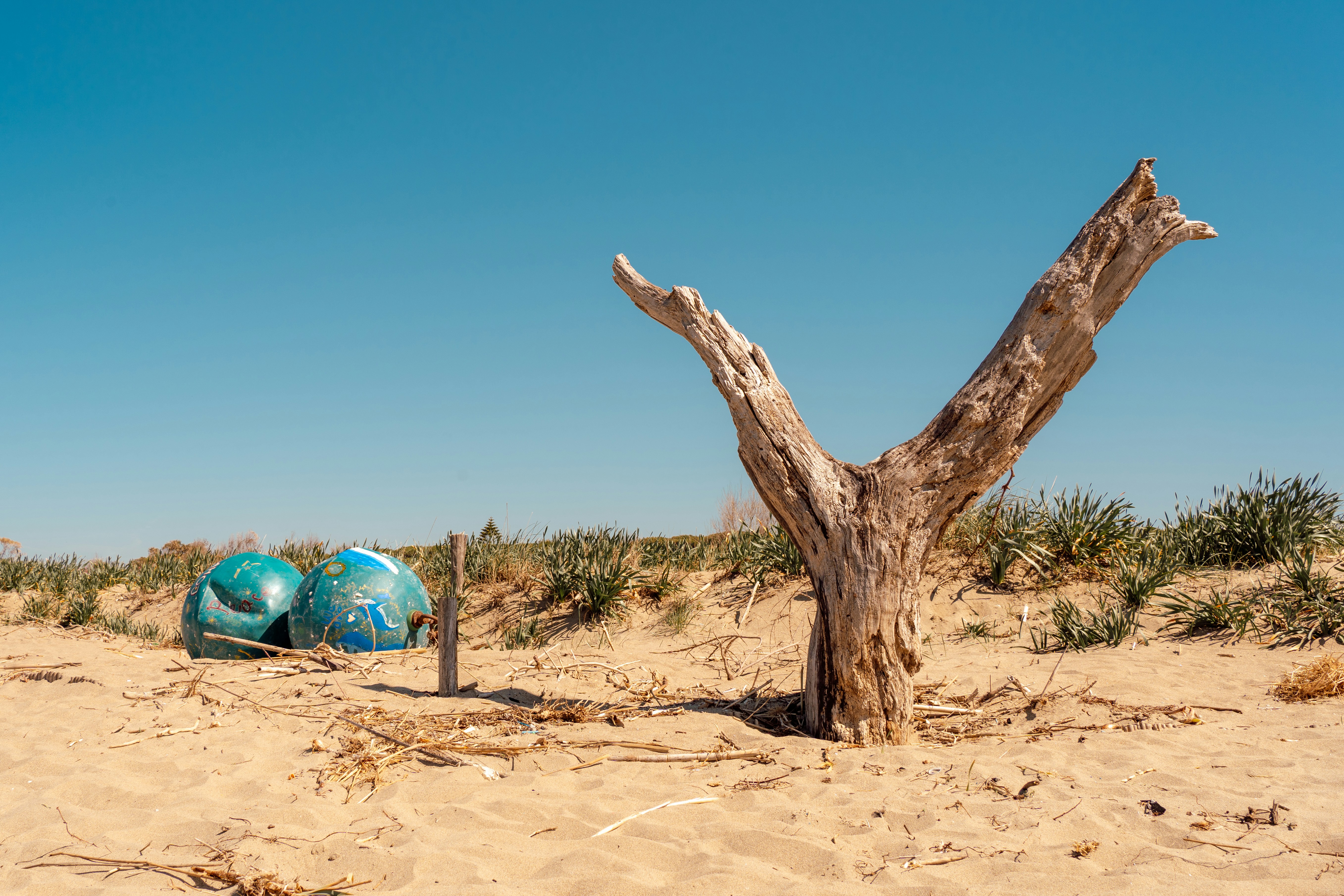 Desert Drumbeat: A Weathered Tree Reaches Toward a Clear Sky