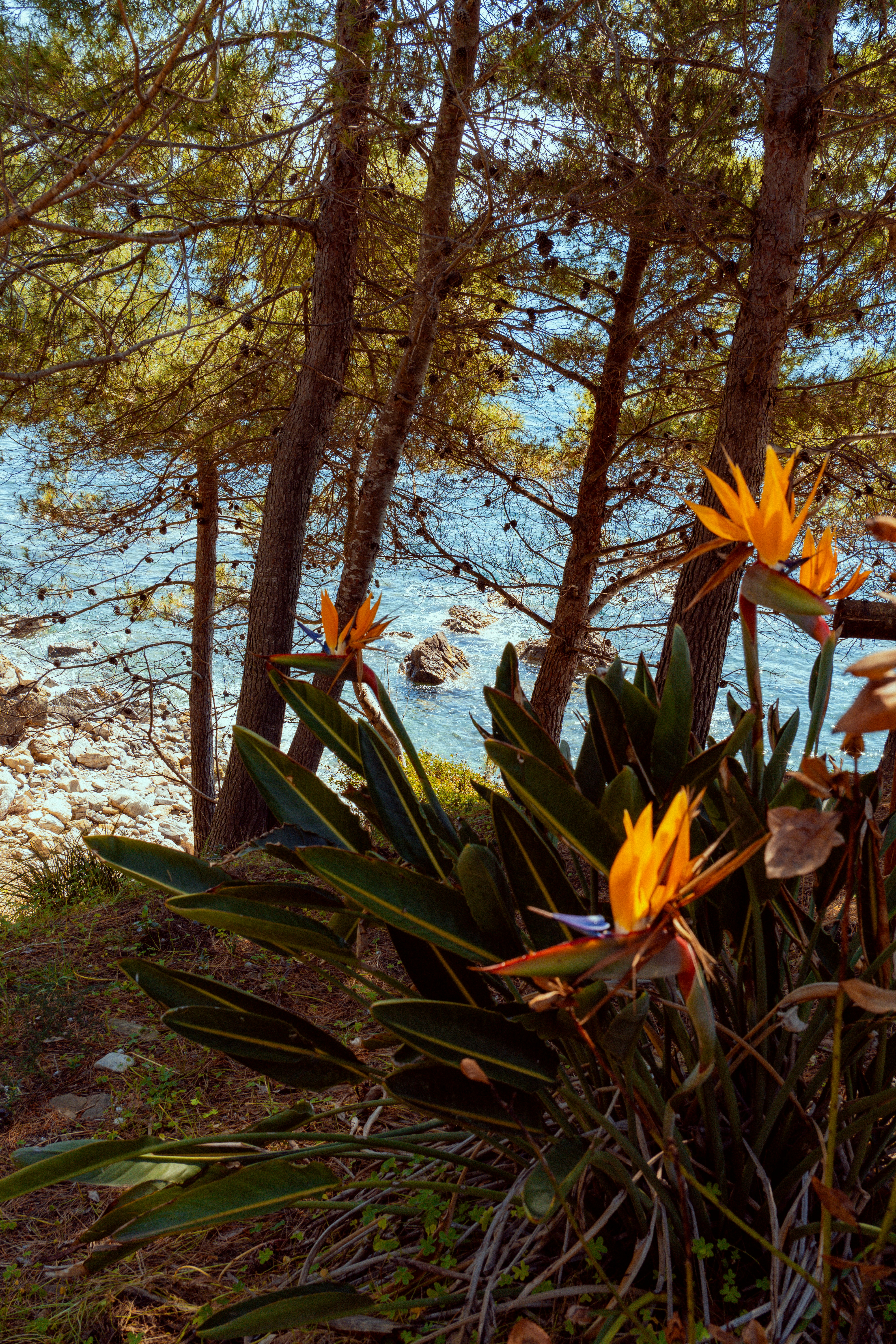 Orange Heliconias Framing a Seaside Cliff