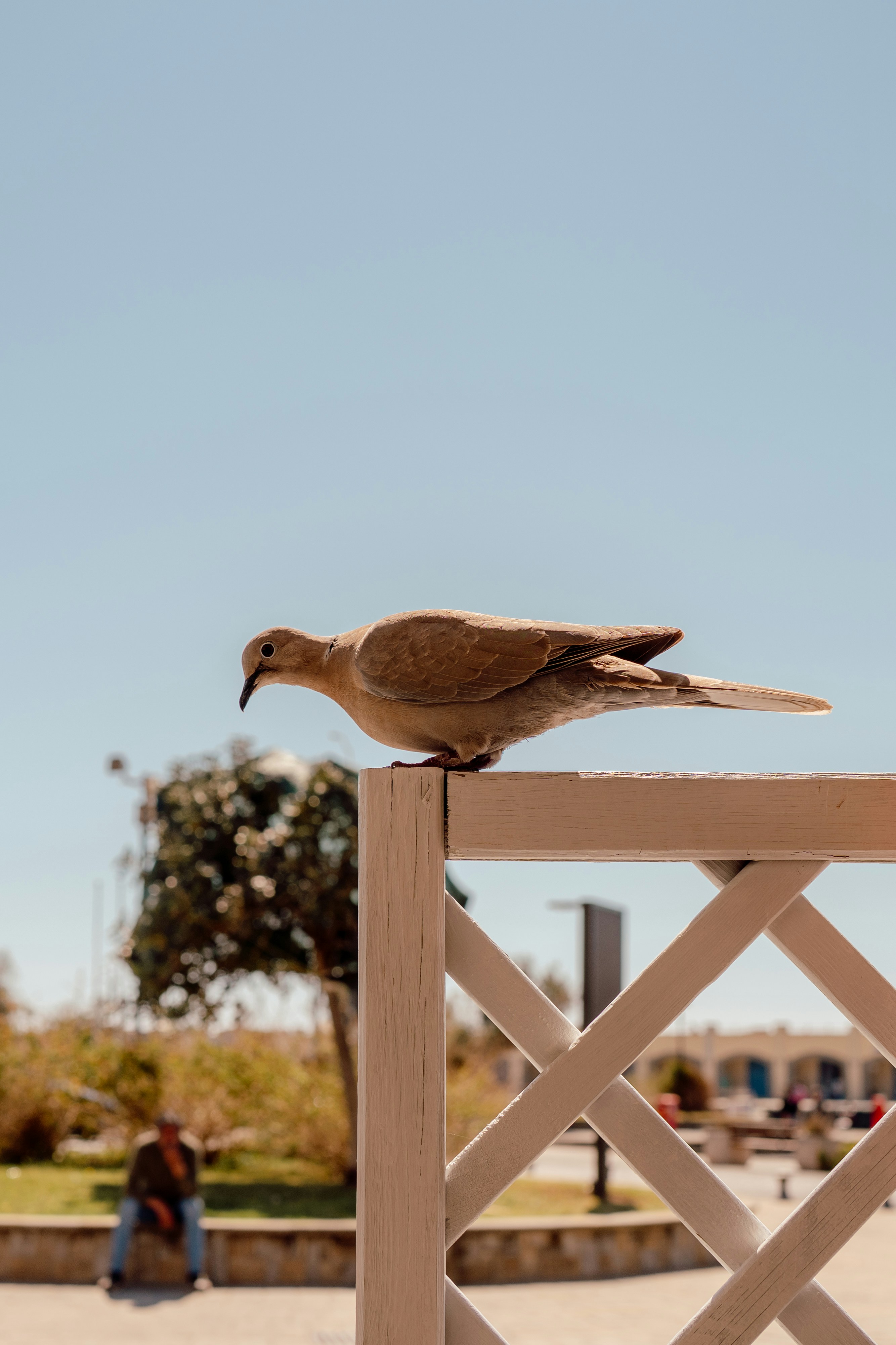 Seabird Sentinel on a Sunlit Fence