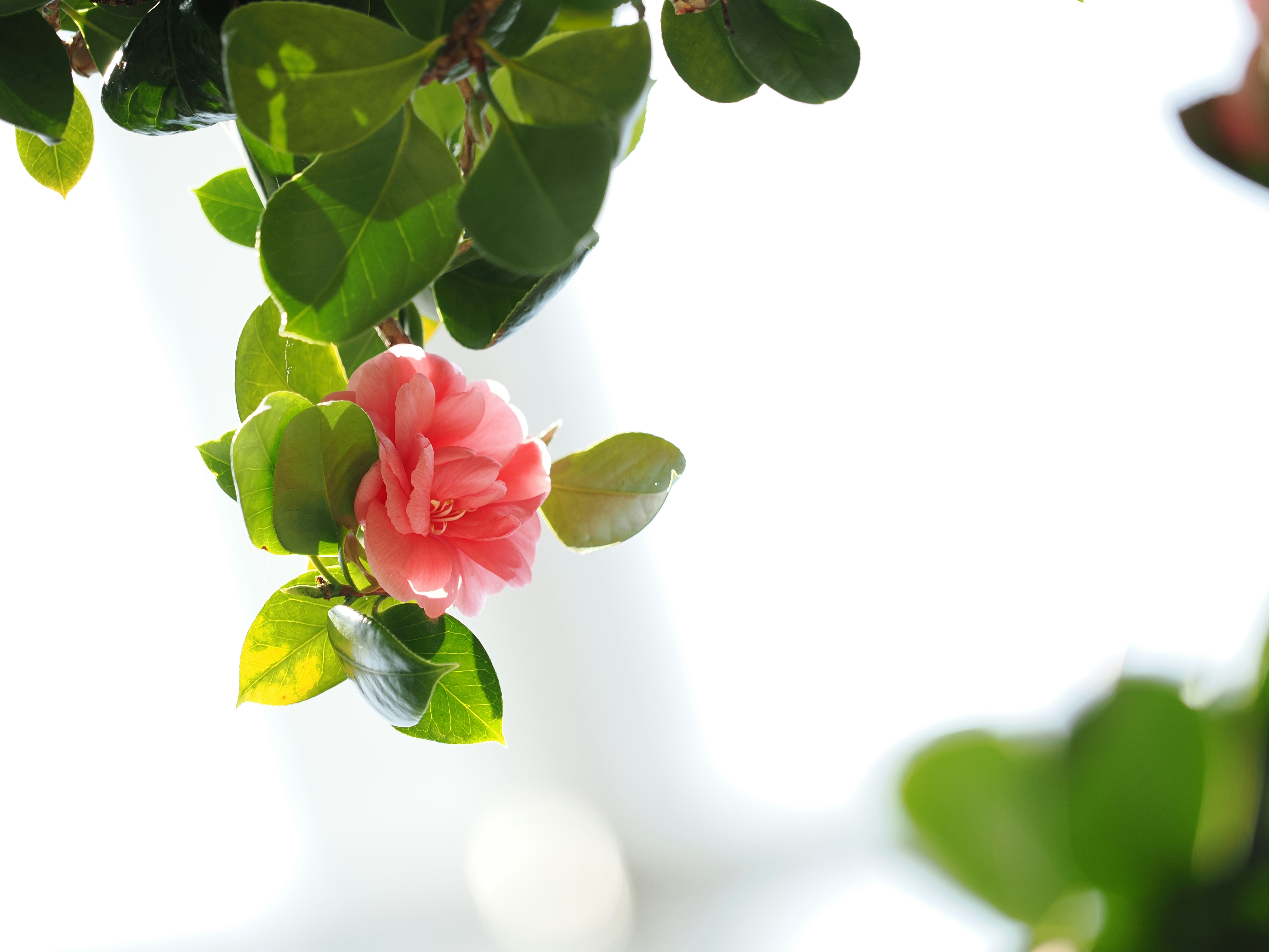 Pink Camellia Bloom Framed by Glossy Green Leaves