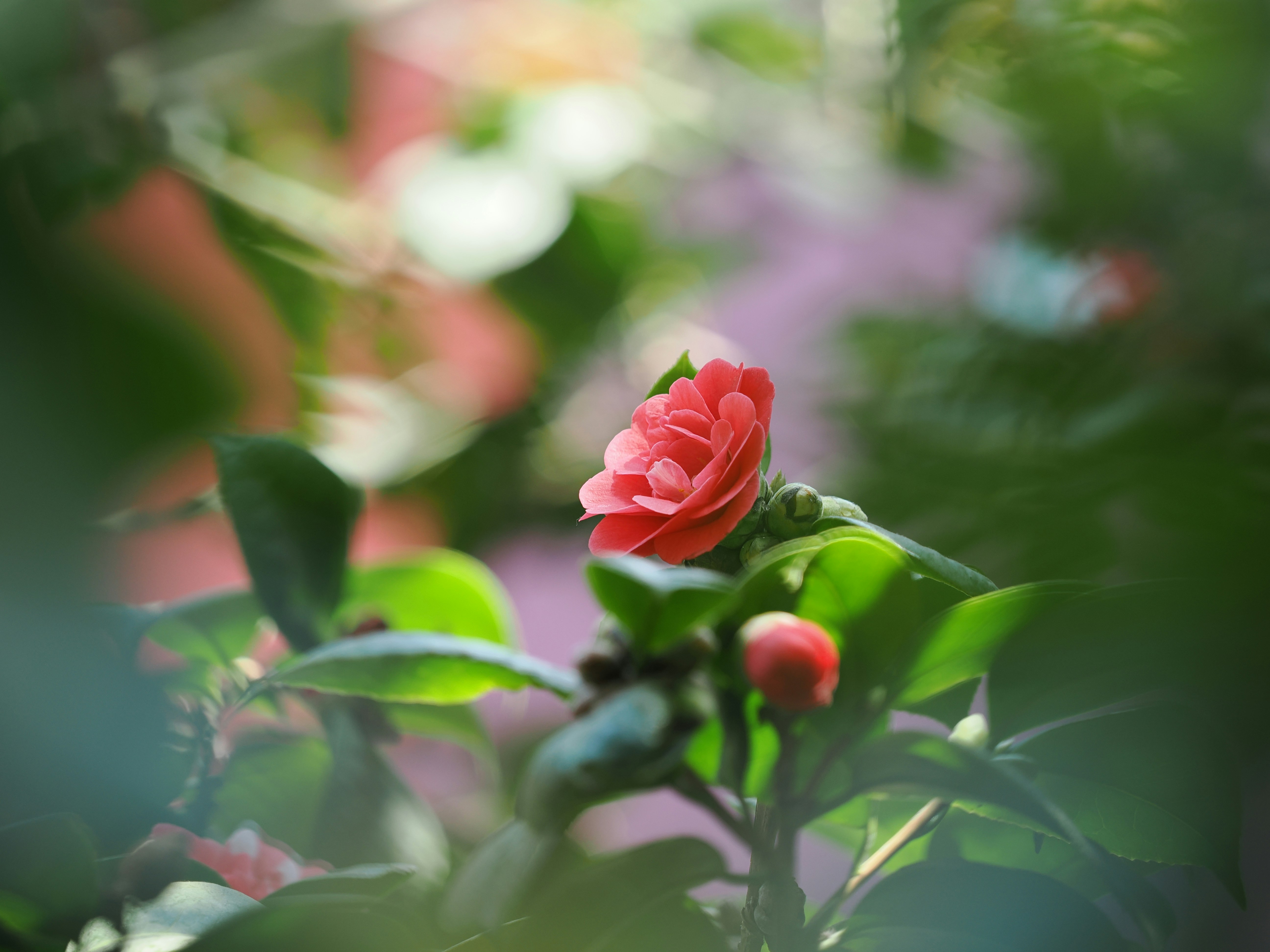 Pink Rose in Soft Focus Garden Glow