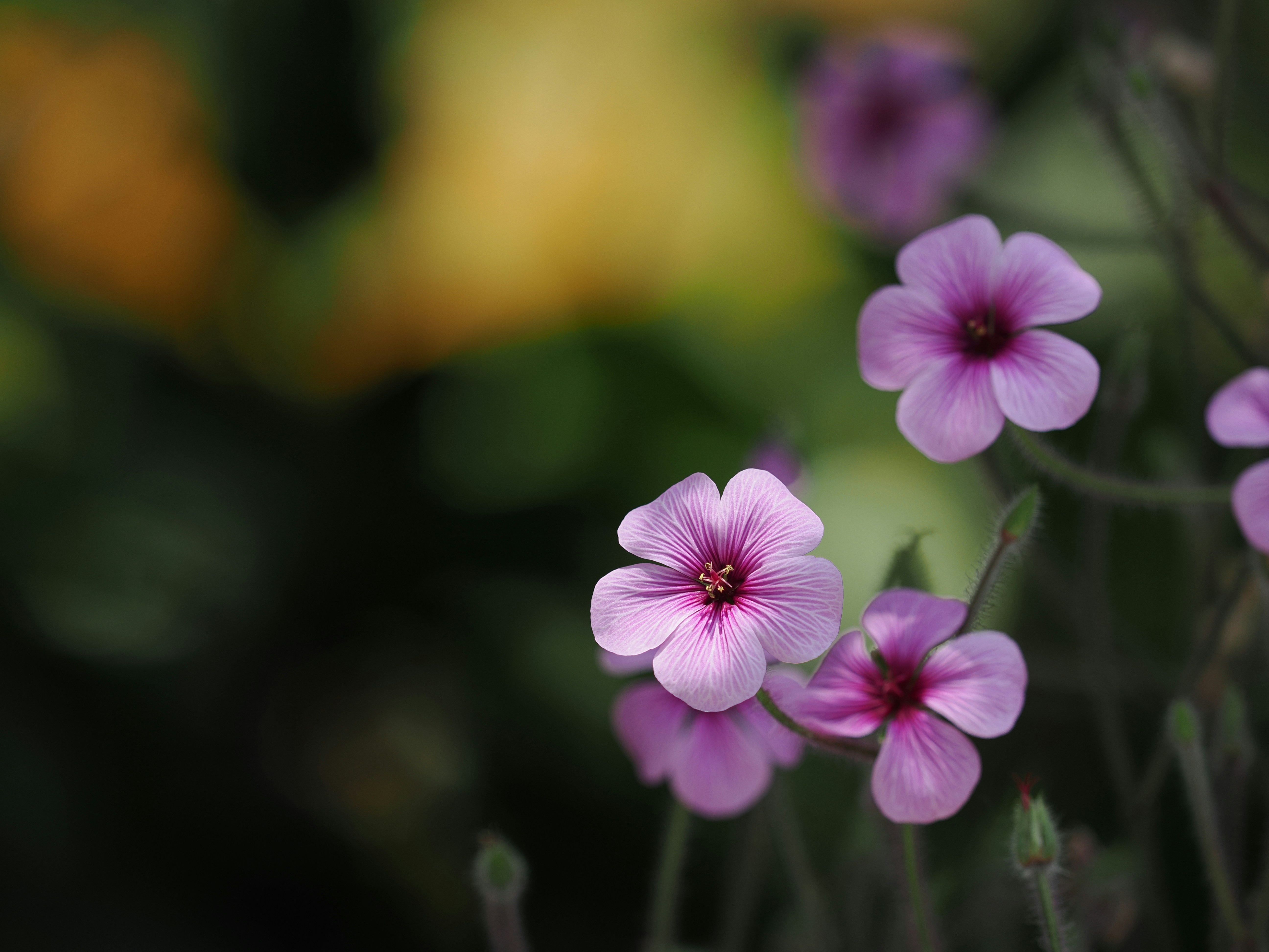 Pink Phlox in Focus: Delicate Bloom in Soft Blur
