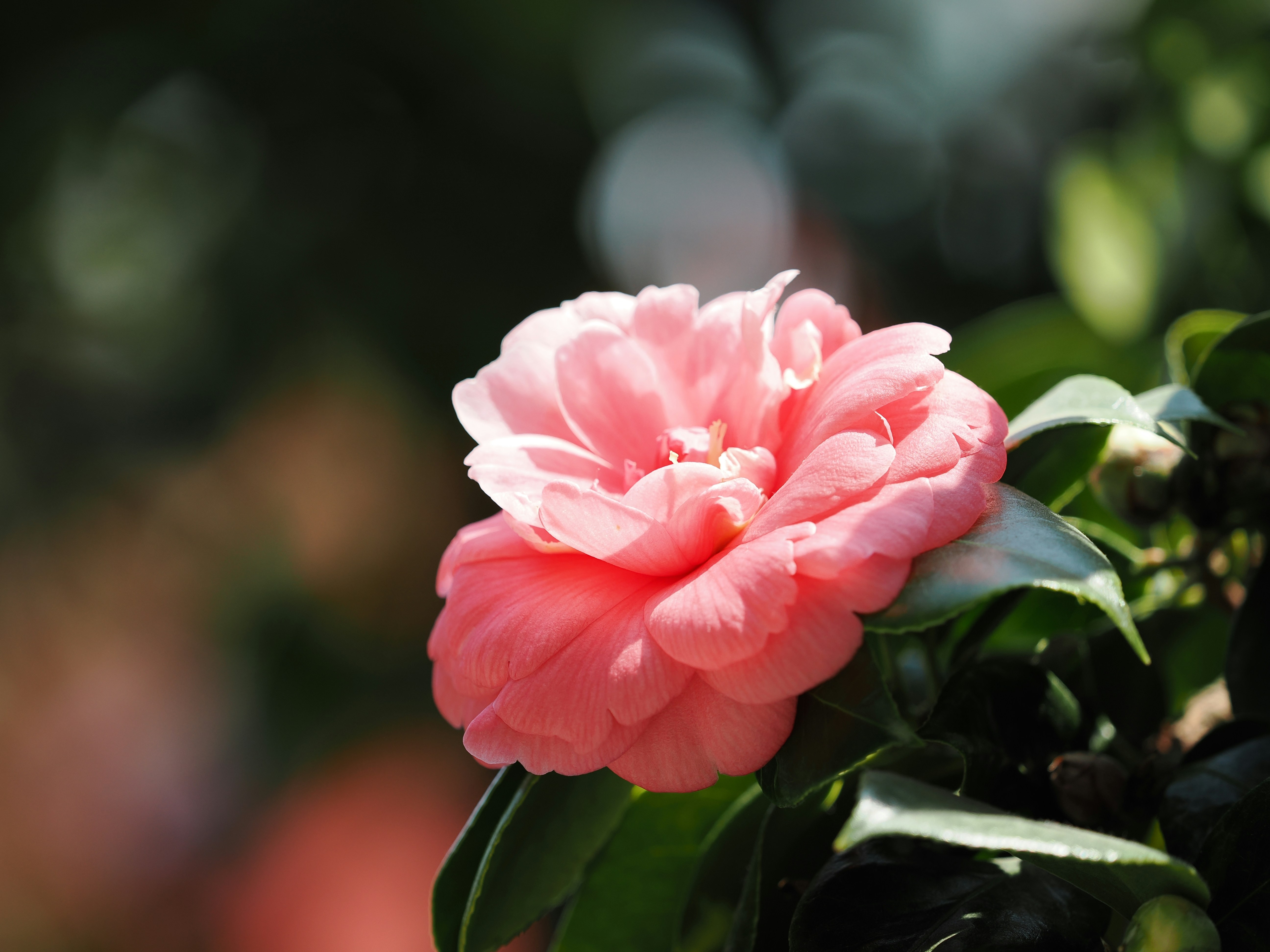Petal Spotlight: A Pink Camellia in Soft Backlit Bloom