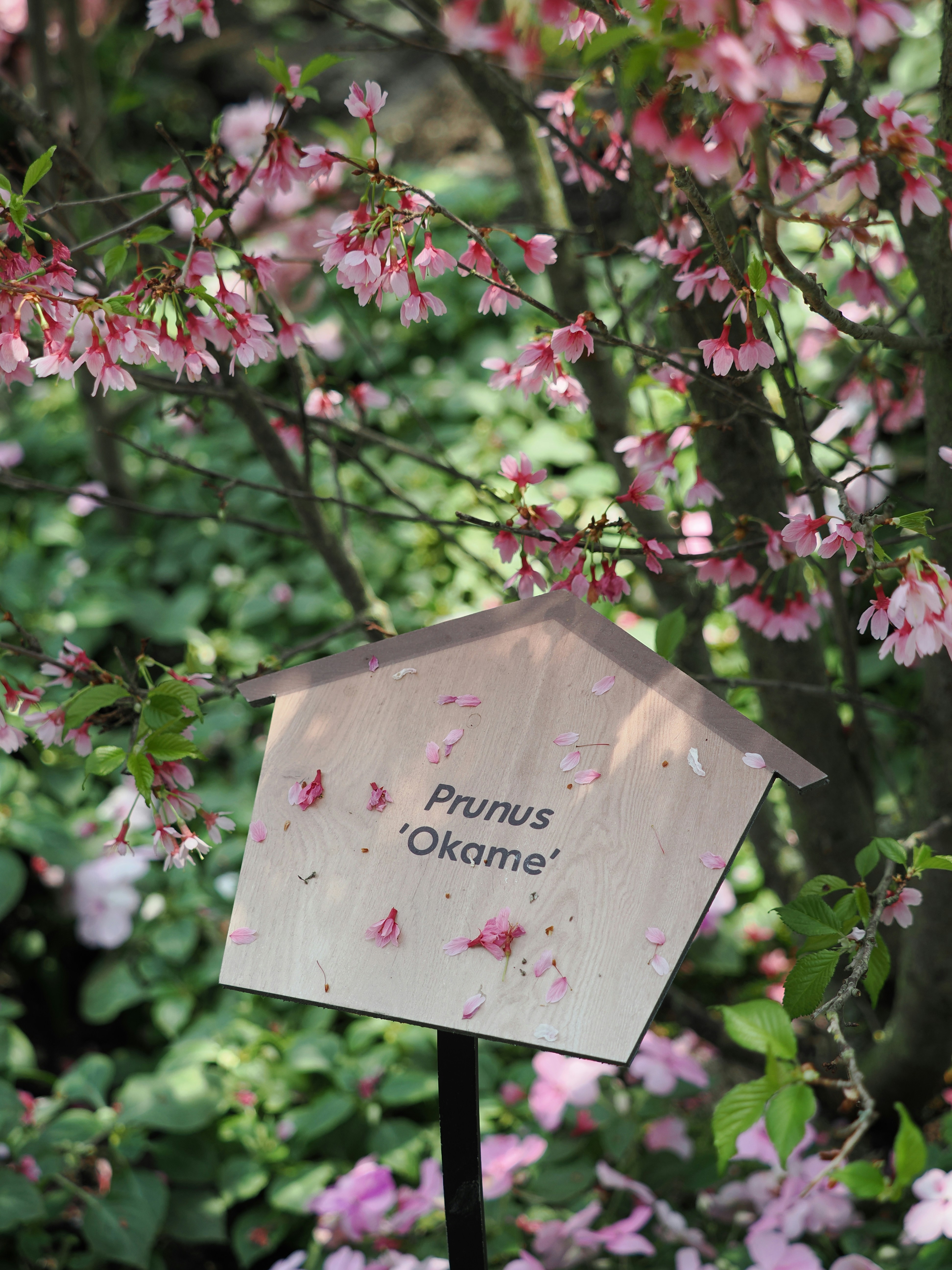 Blossom Signpost Amid Pink Petals