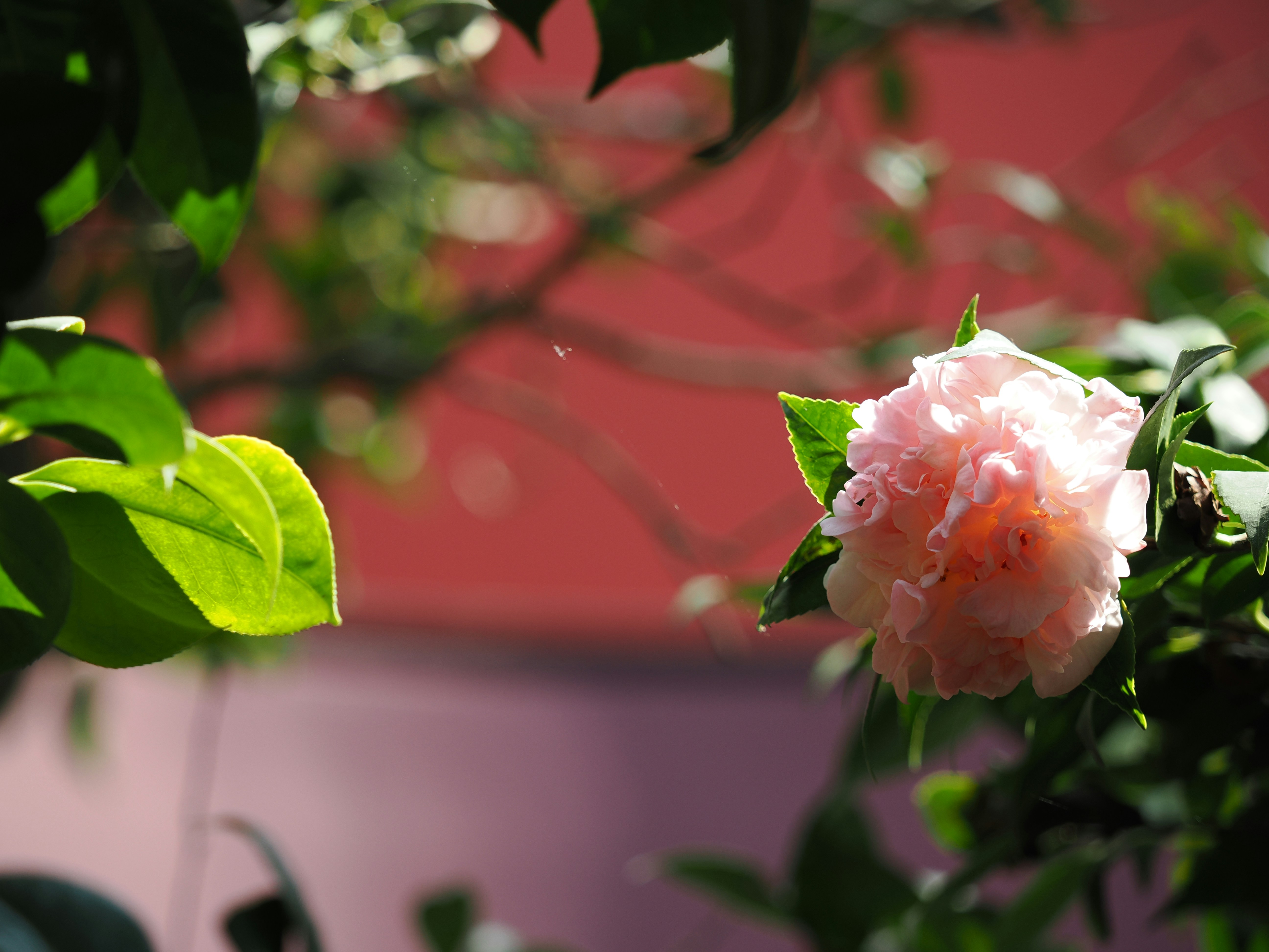 Soft-lit Pink Rose in a Garden Frame
