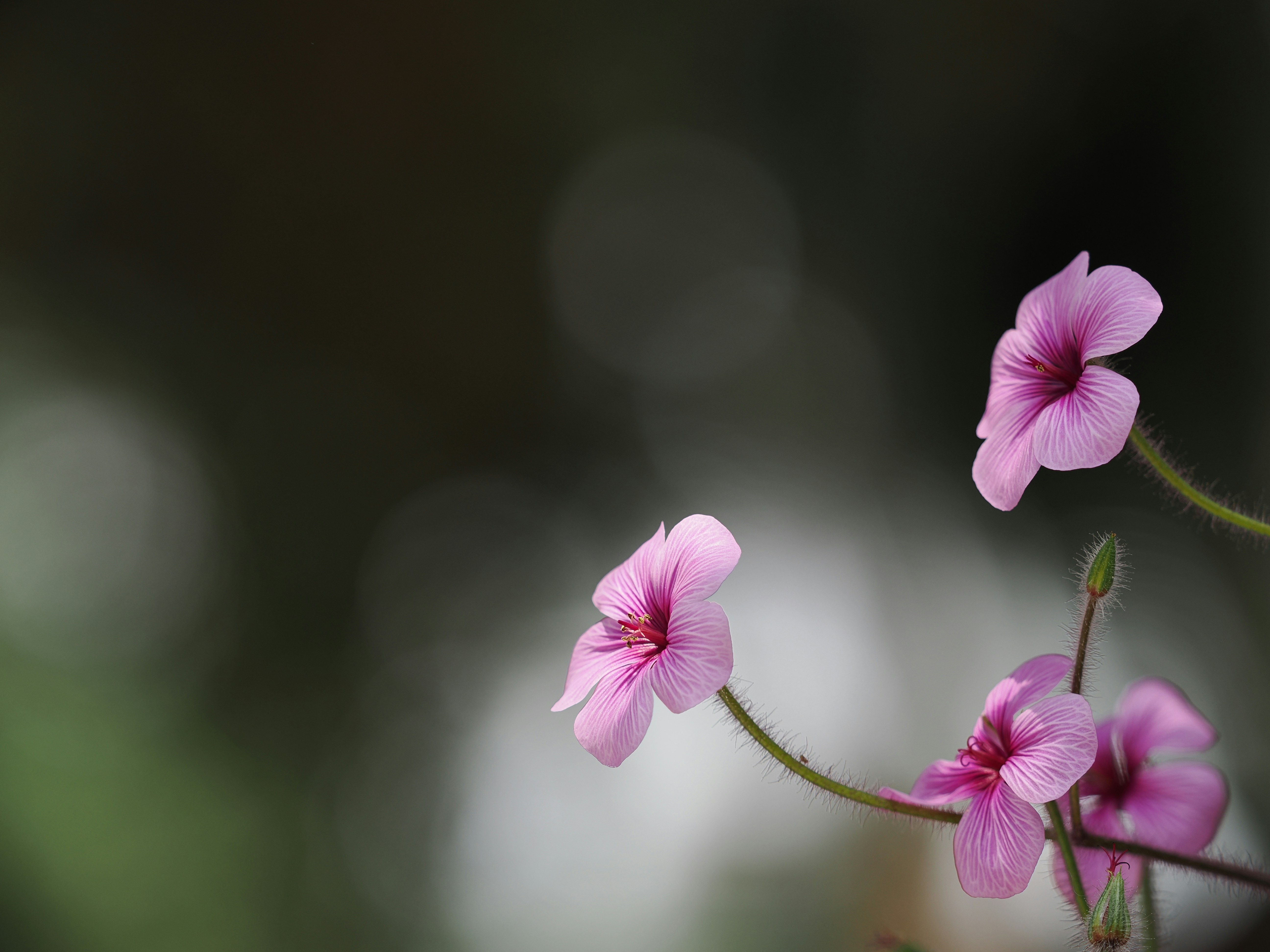 Pink blooms on a tendril: a quiet macro moment