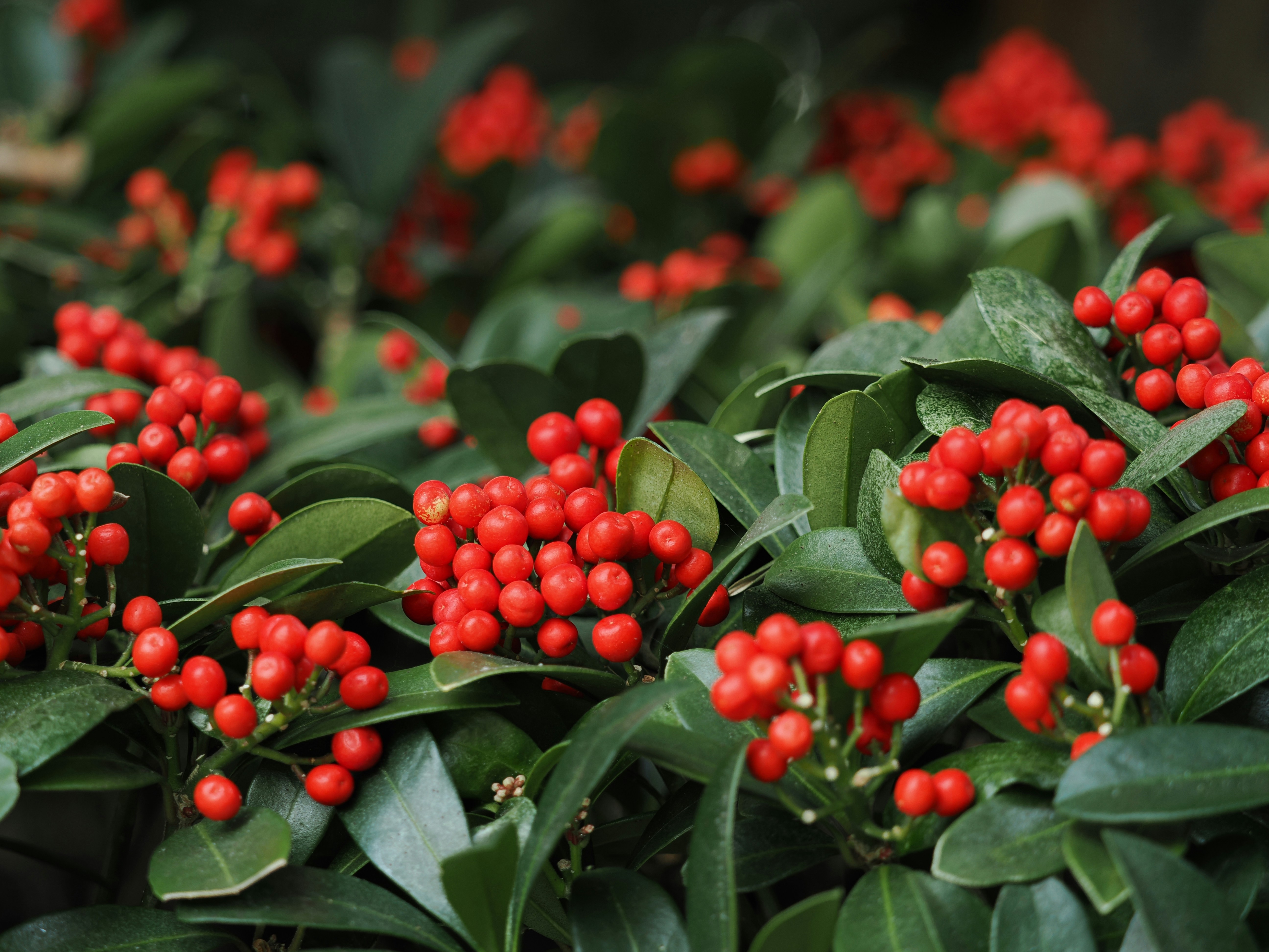 Crimson Berries Among Evergreen: A Close-Up Moment