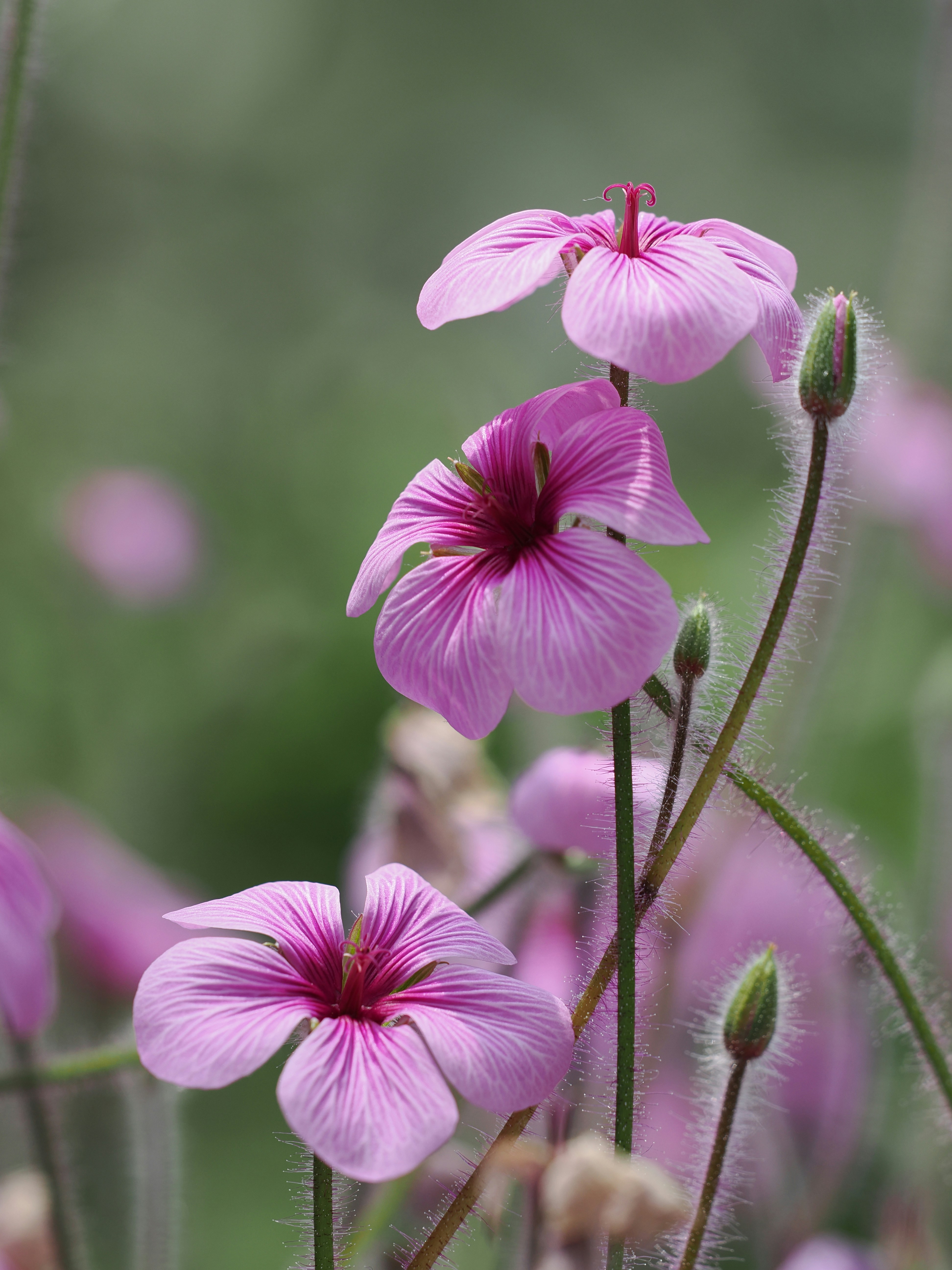 Pink Phlox Spotlight: Close‑up of Iris-Patterned Petals
