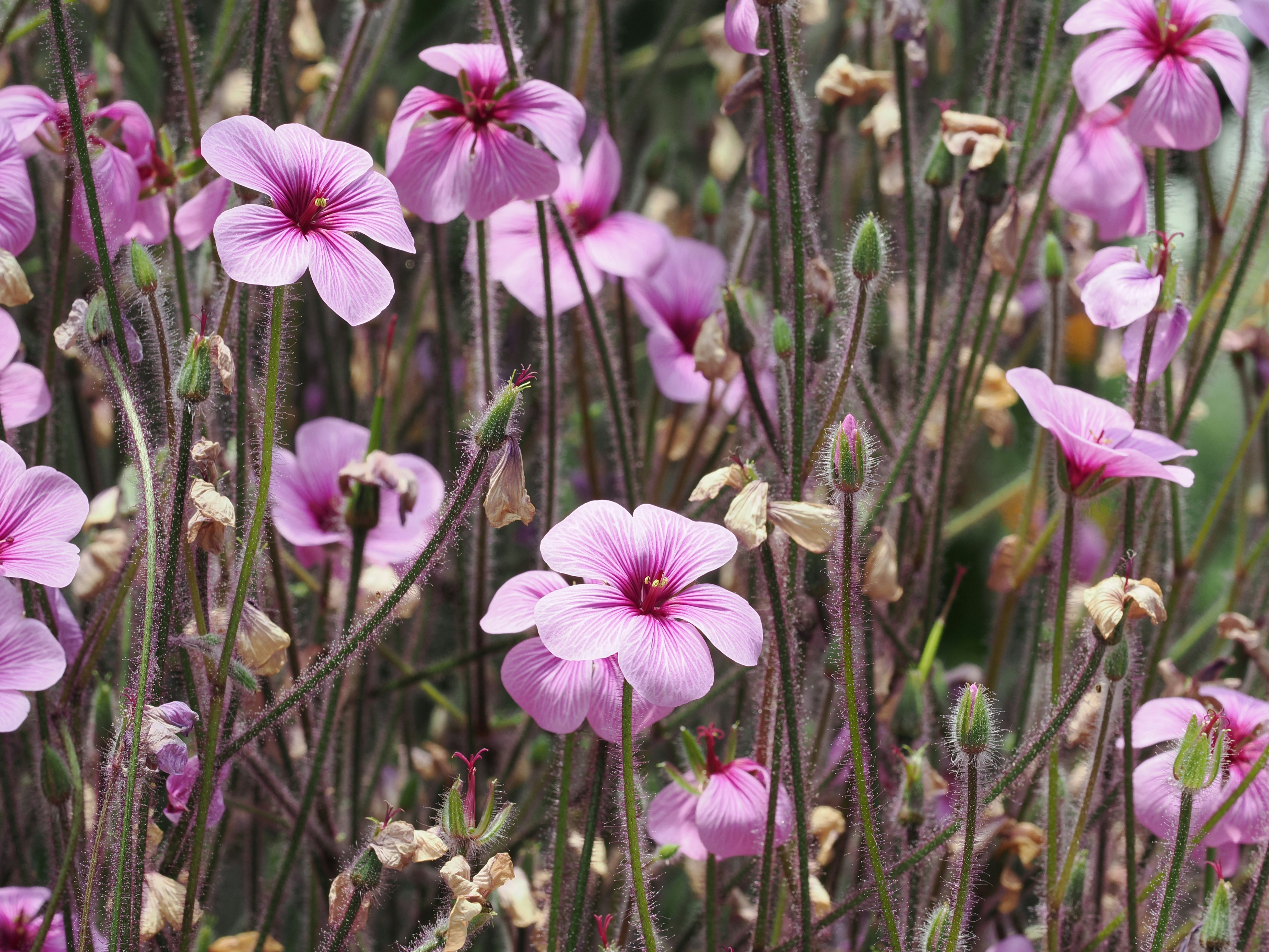 Pink Phlox in a Sea of Stems