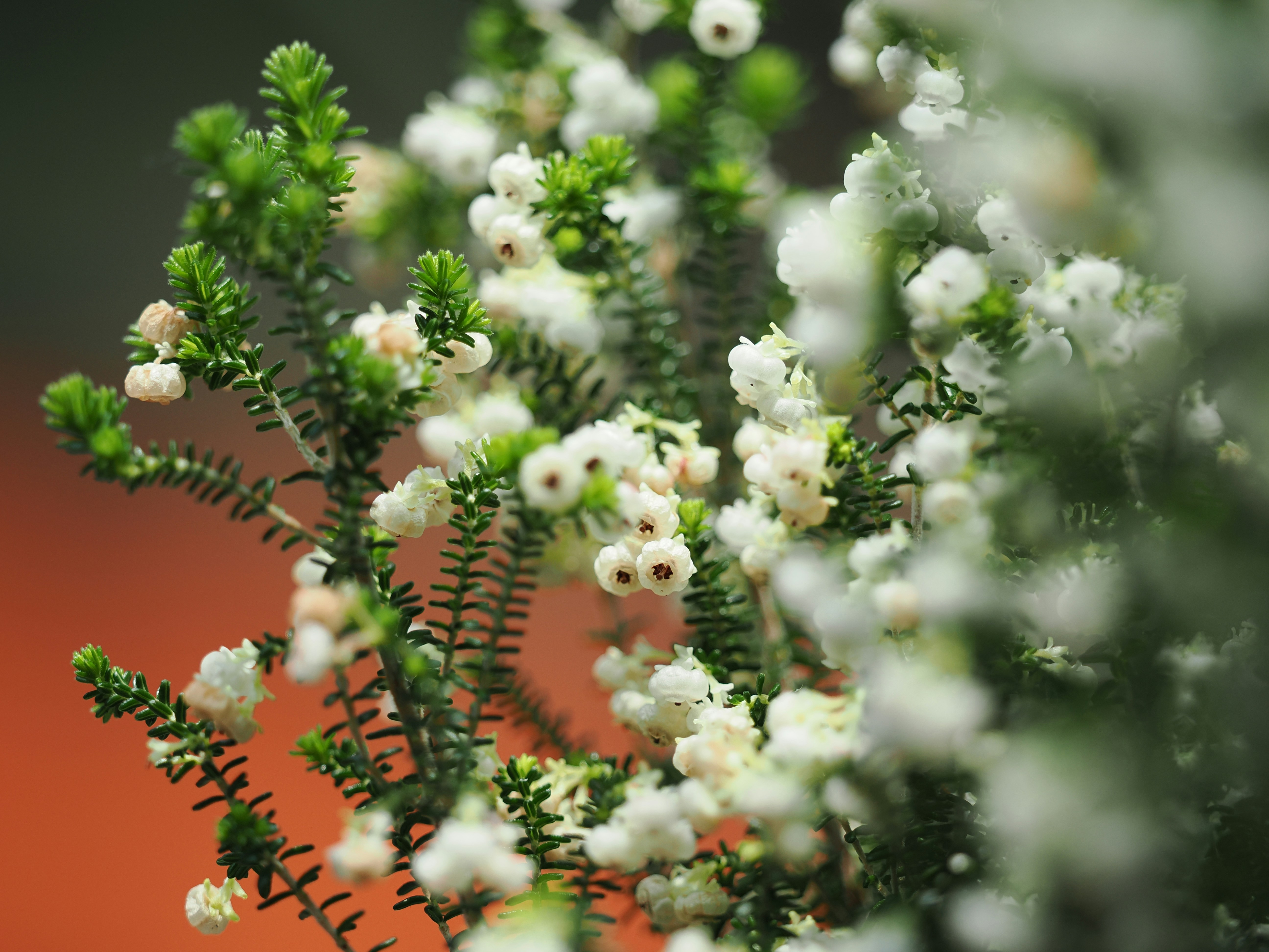 Whispering Blooms: A Patch of Tiny White Flowers in Soft Focus