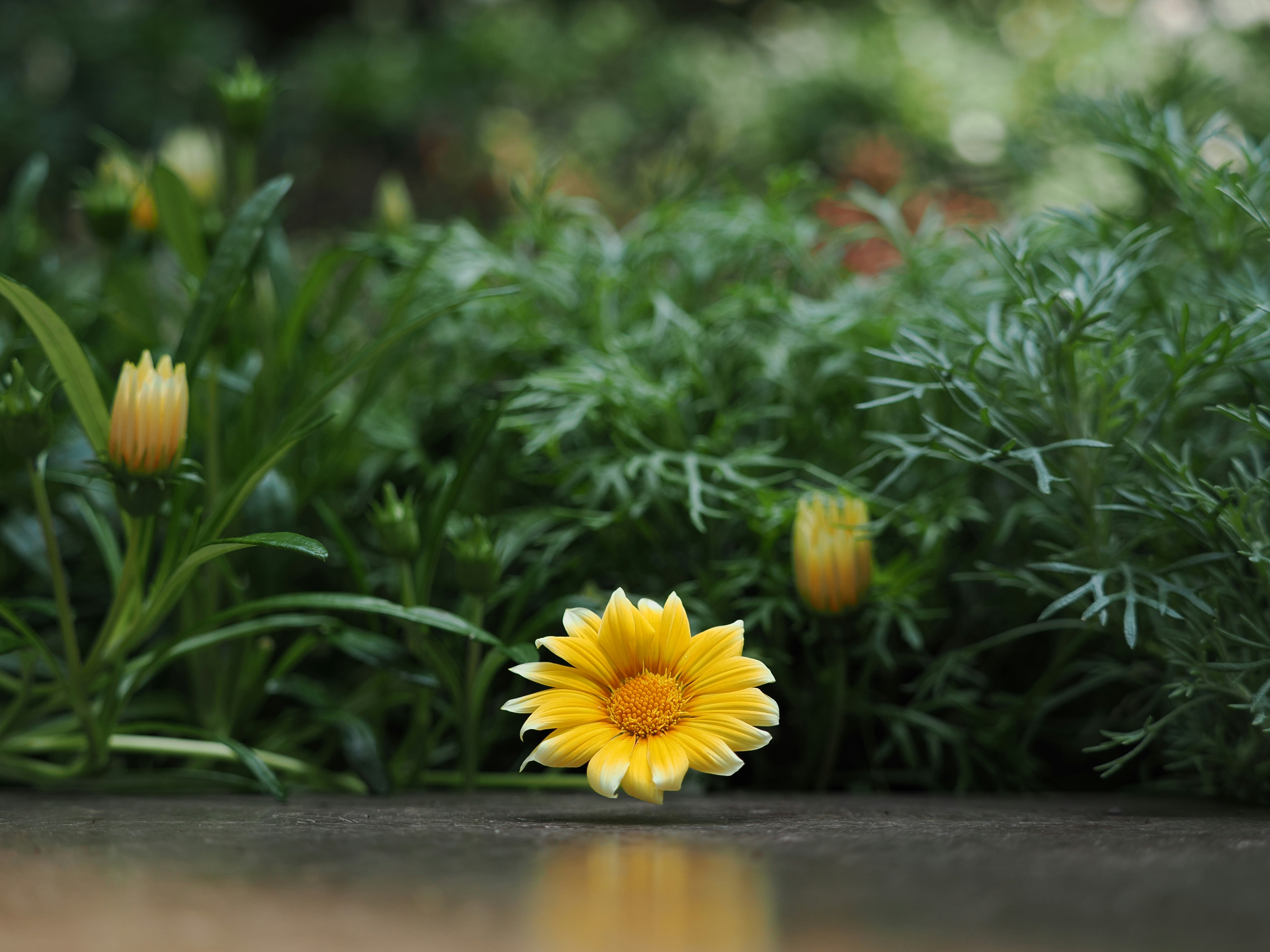 First Light in the Garden: Yellow Bloom Against a Quiet Border