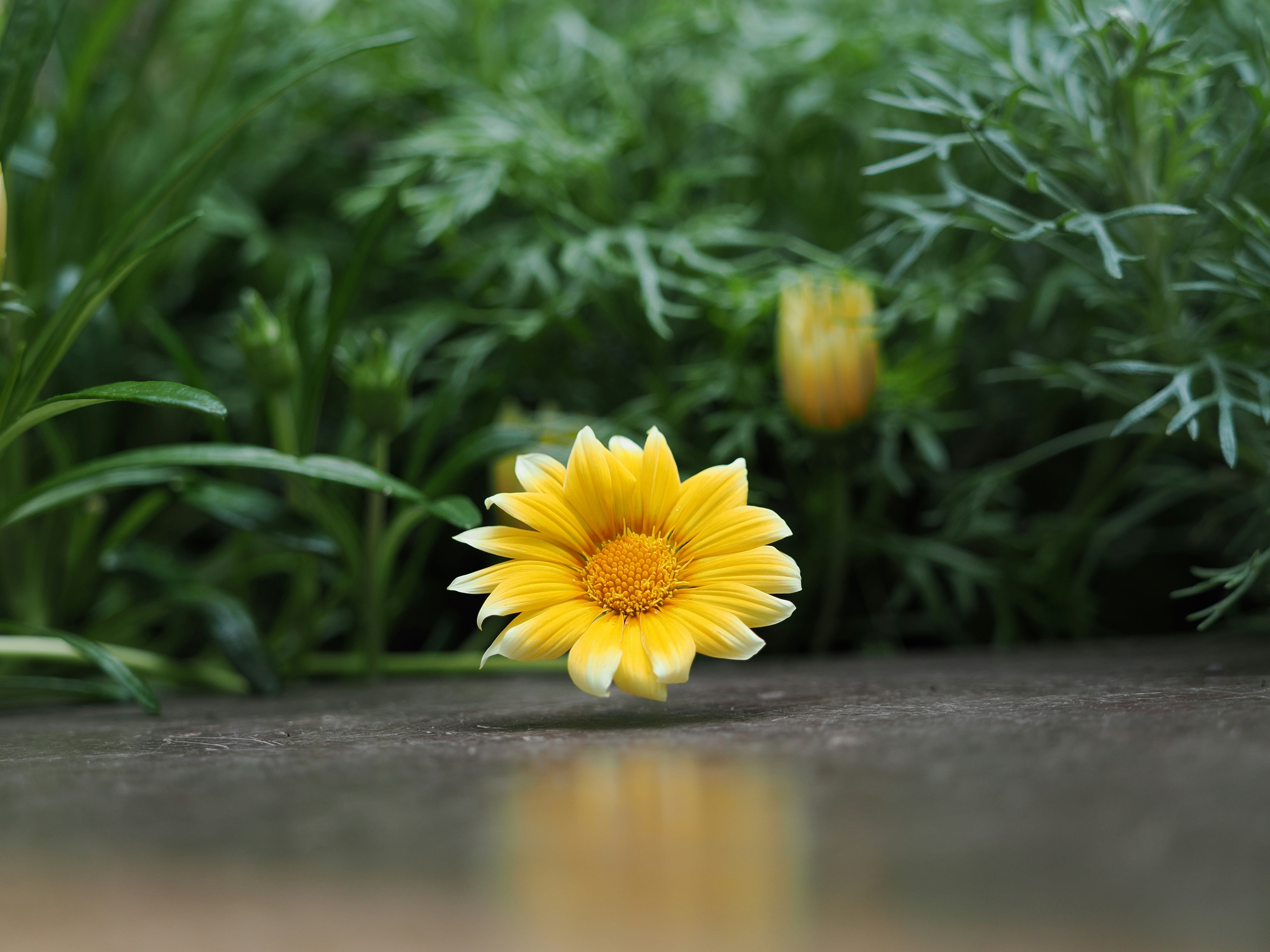 Golden Daisy in a Quiet Garden, Framed by Green Foliage