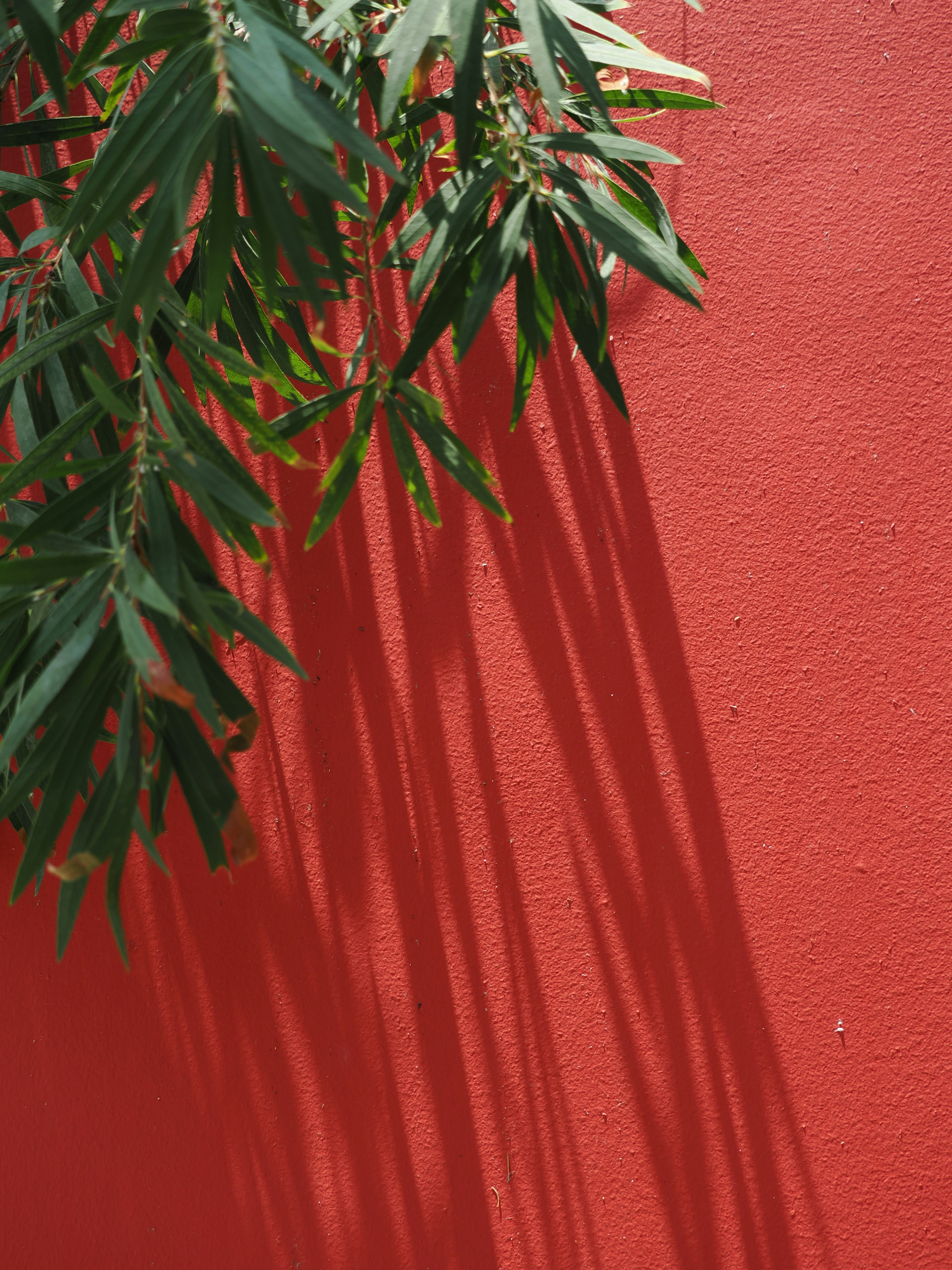Shadowed Fronds on a Coral Wall