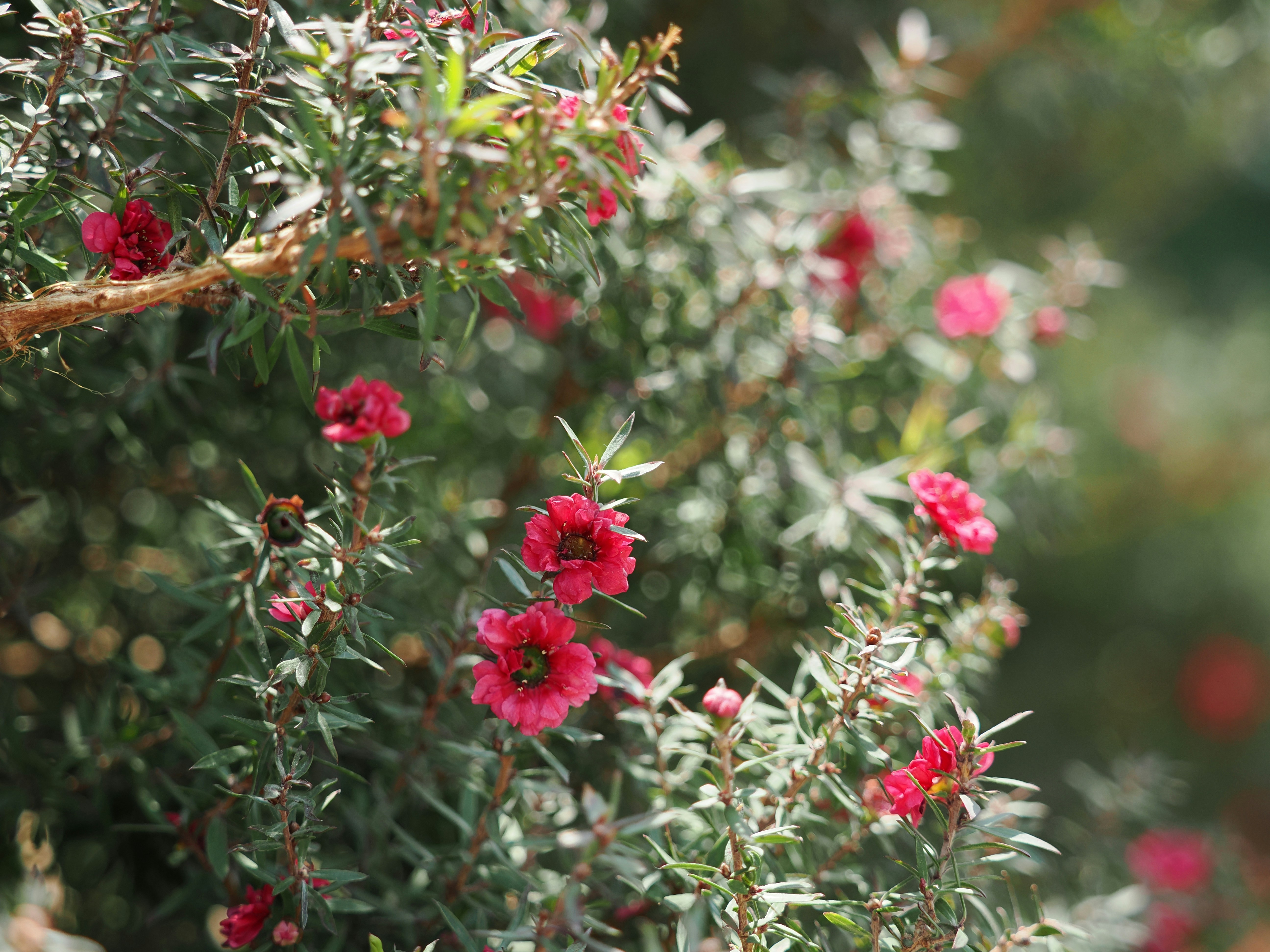 Pink bloom tapestry in soft summer light