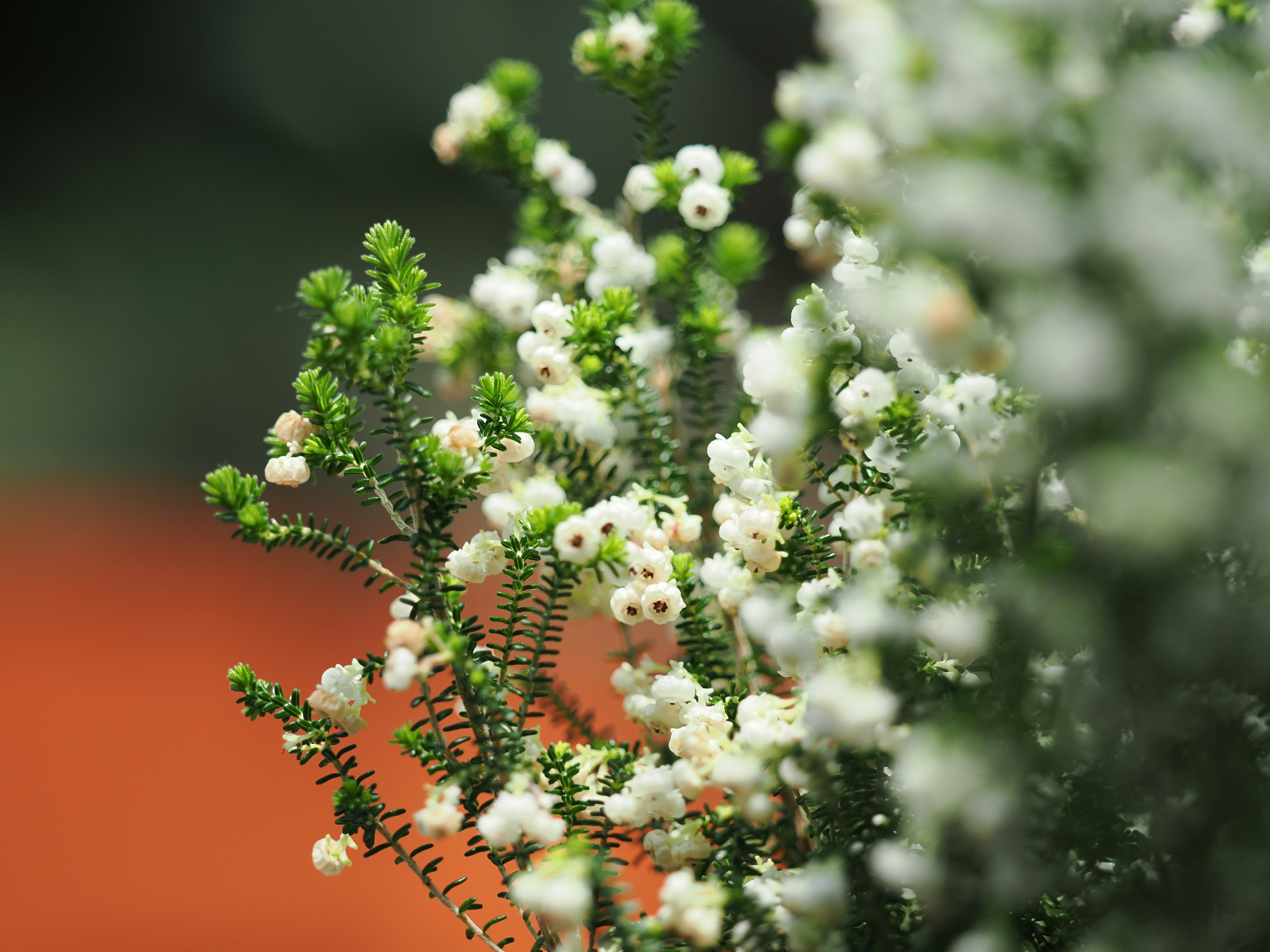 Whispers of White: A Cluster of Tiny Blossoms in Soft Focus