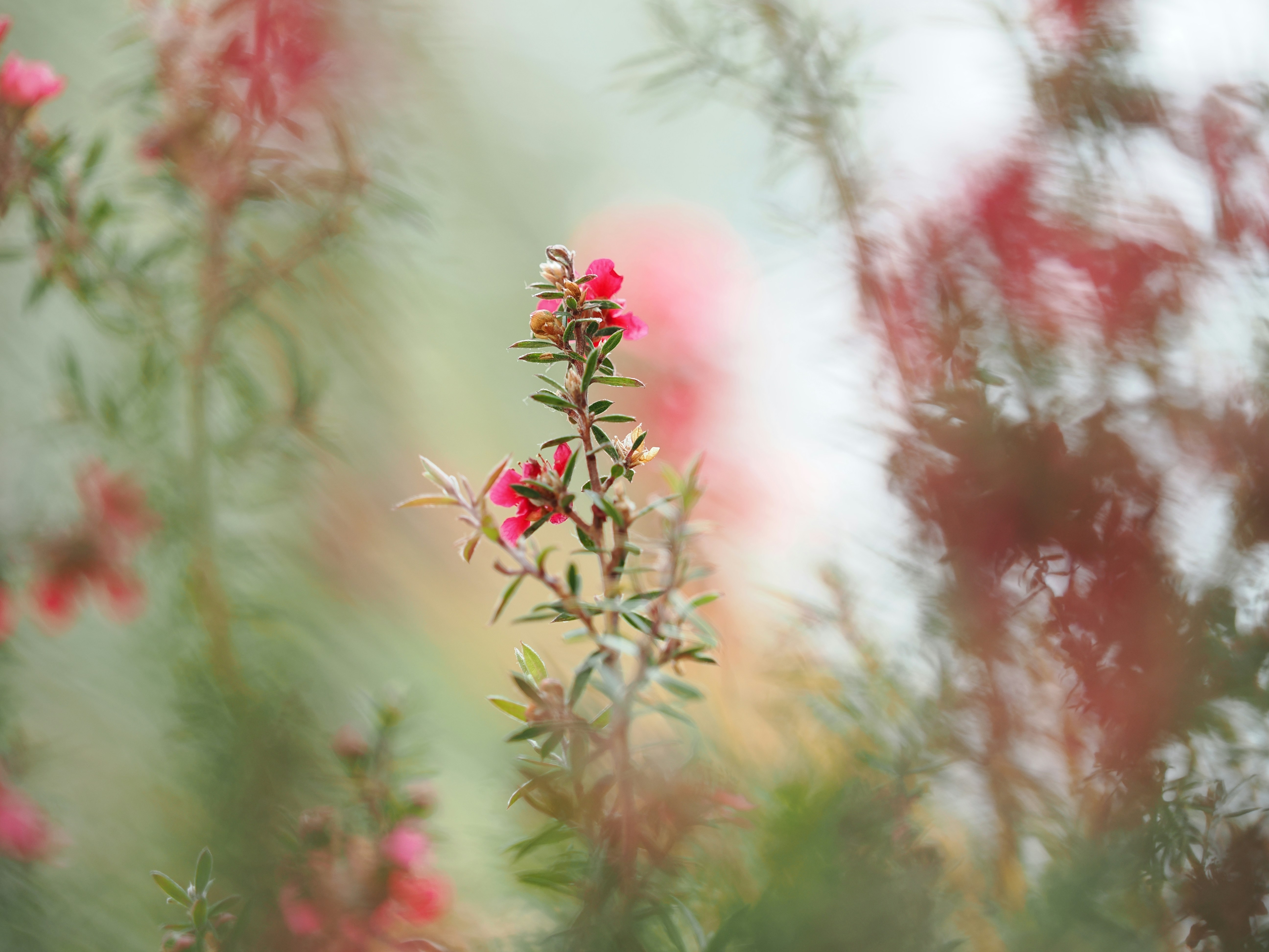 Pink-flowered spike in soft-focus garden glow