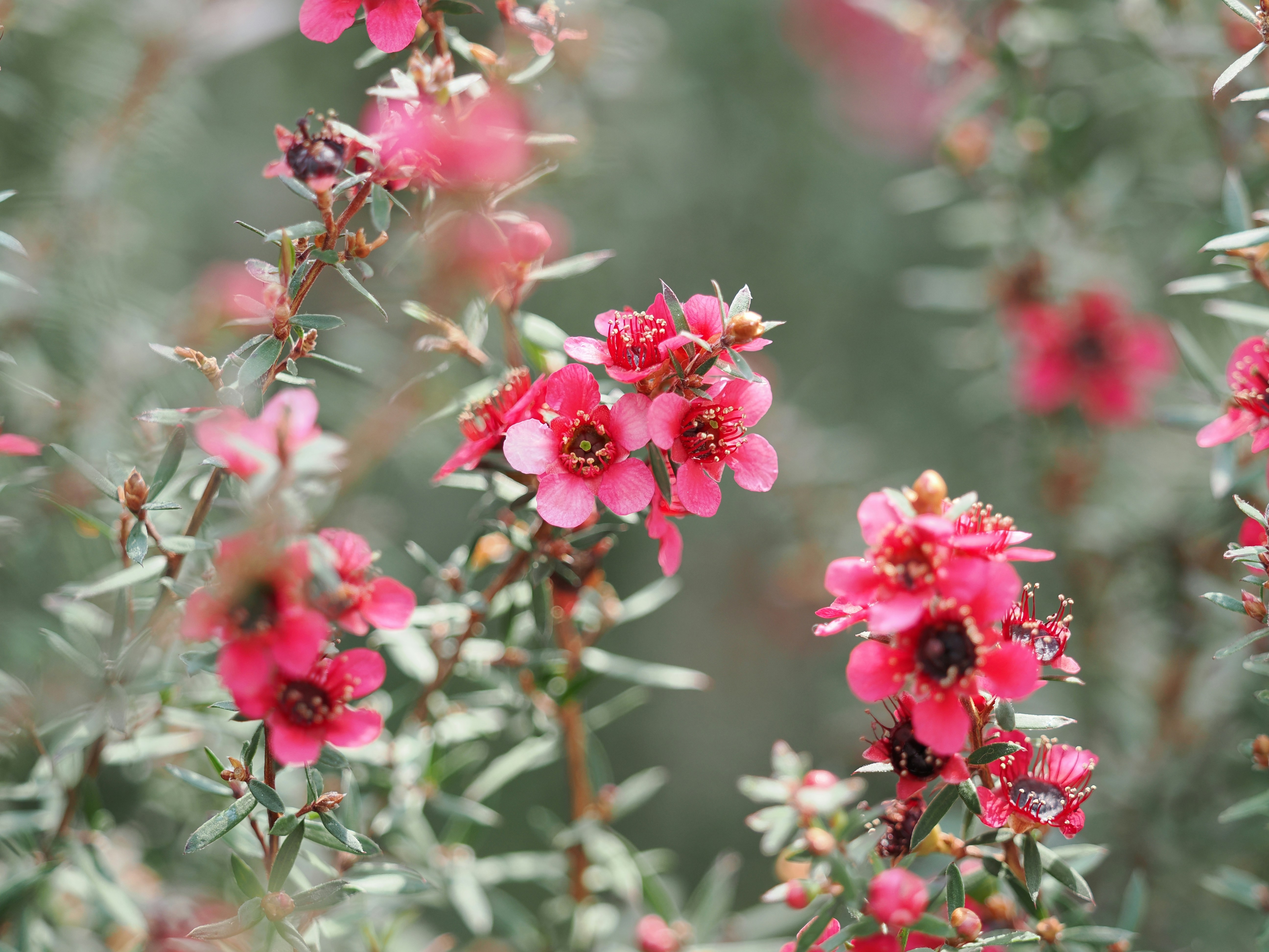 Pink Blossom Cluster in Soft Garden Blur