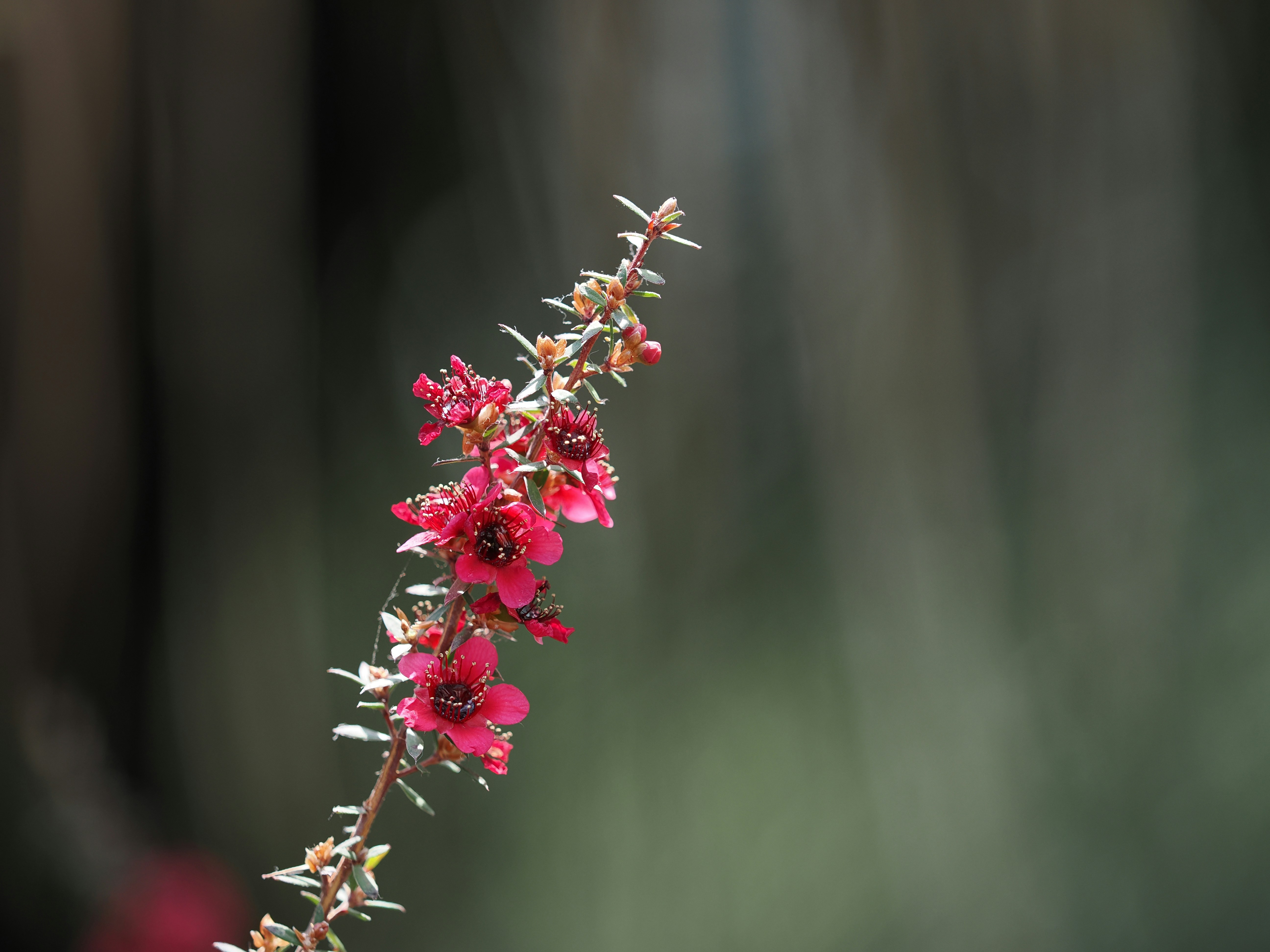 Crimson bloom on a slender stem catching a sunlit moment