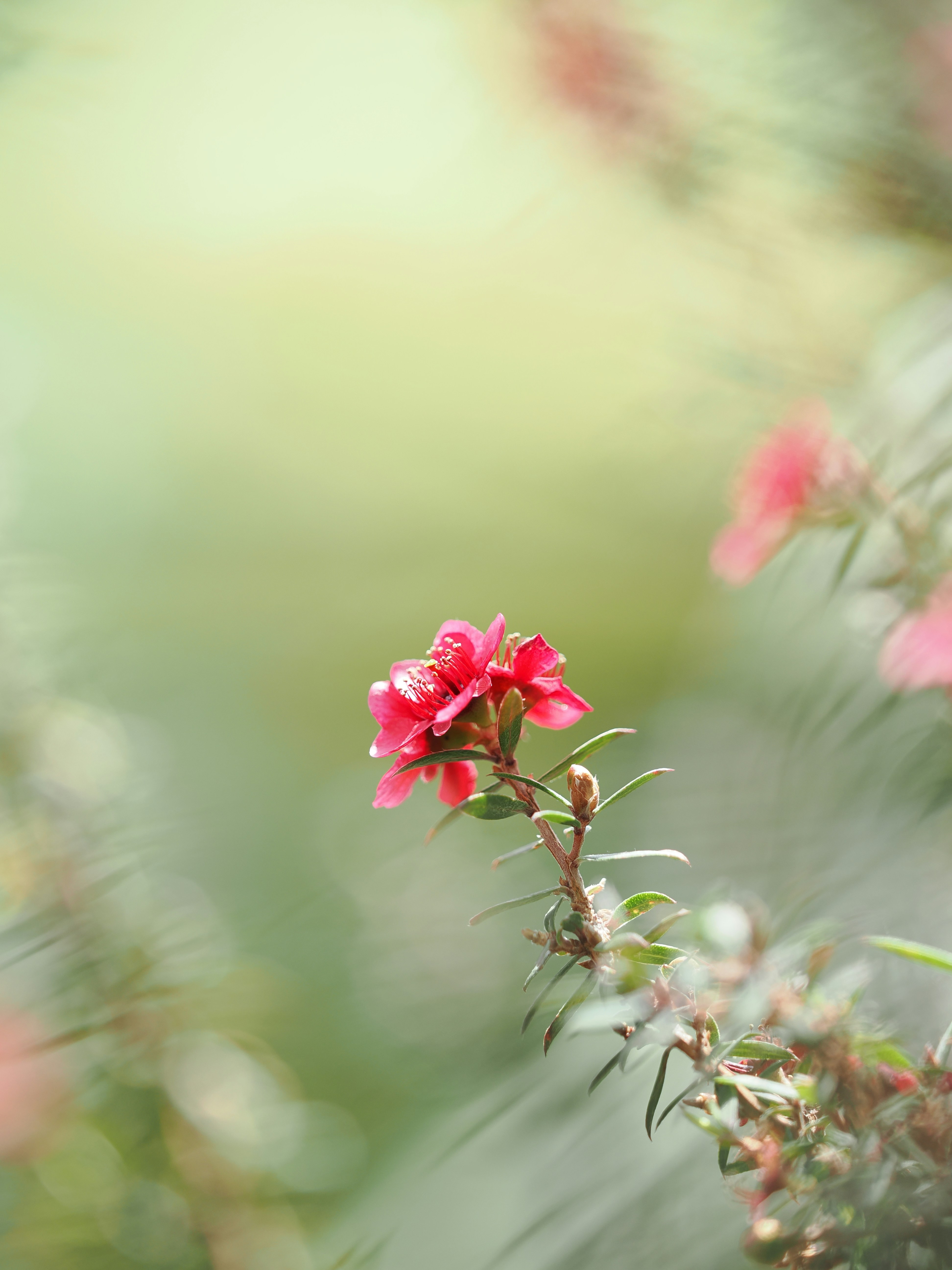 Crimson Bloom in Soft-focus Meadow