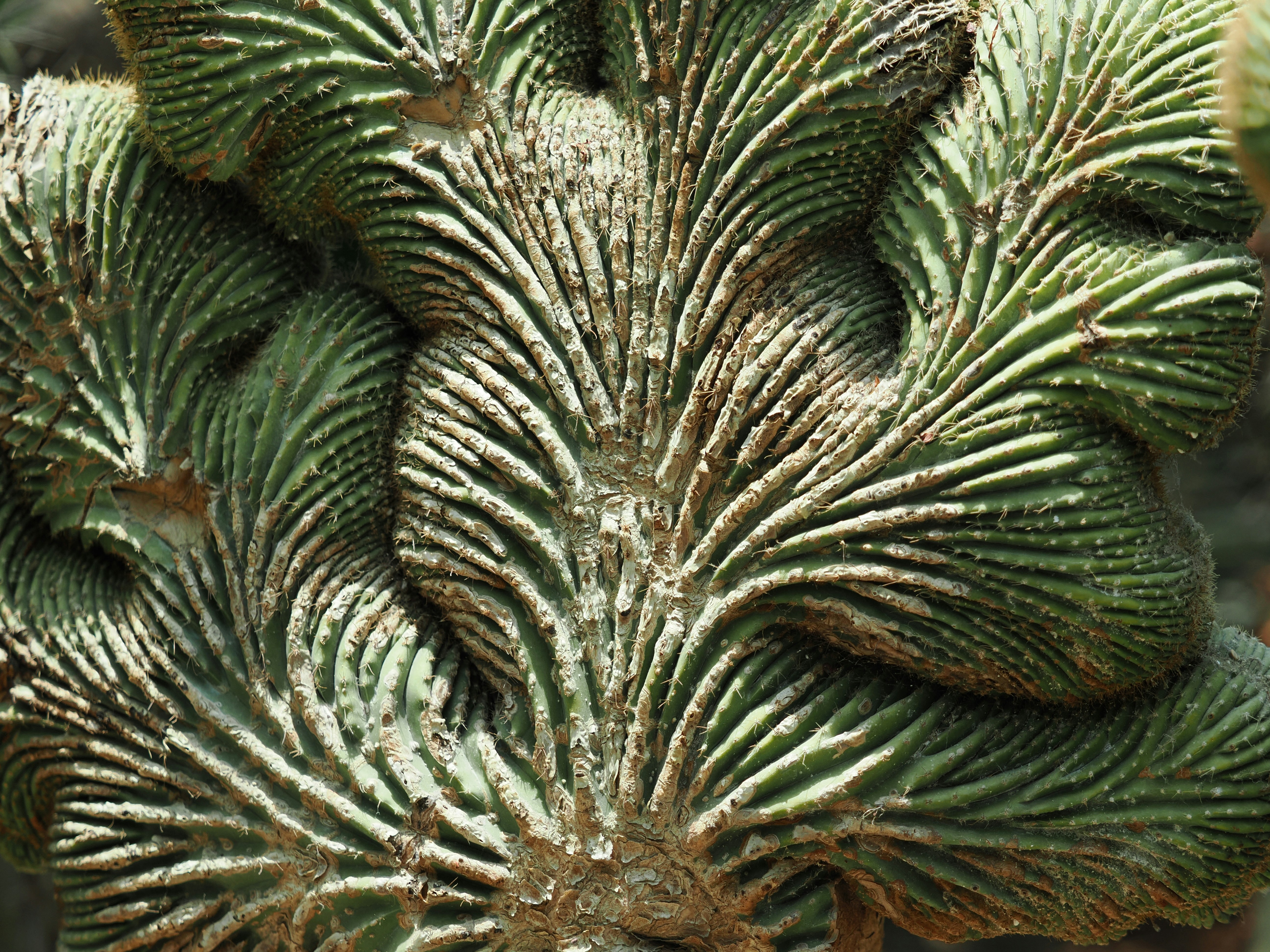 Architectural Fern Fronds: Close-Up of Textured Green Ridges