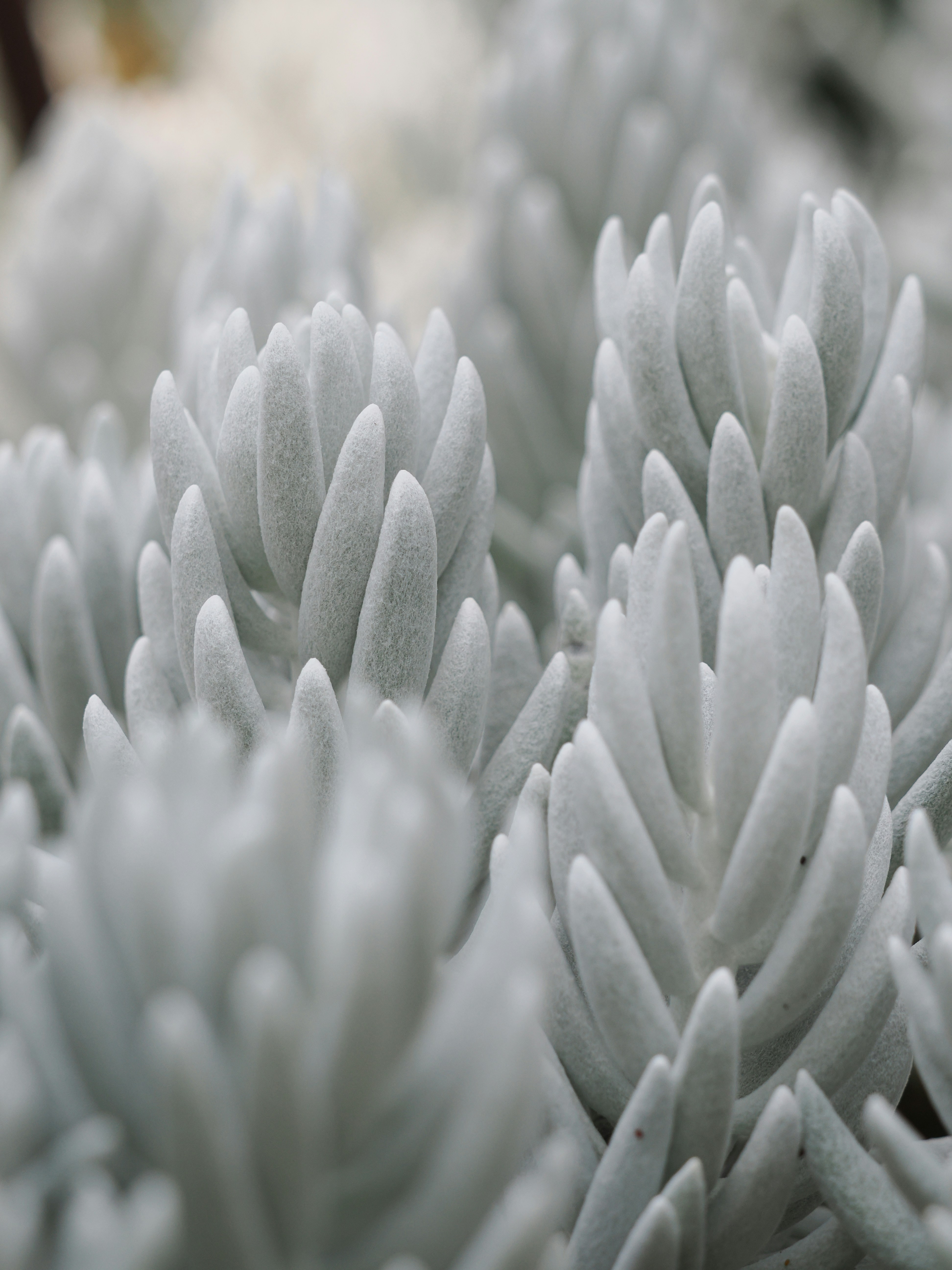 Frosted Fingers: a close-up of silvery succulents