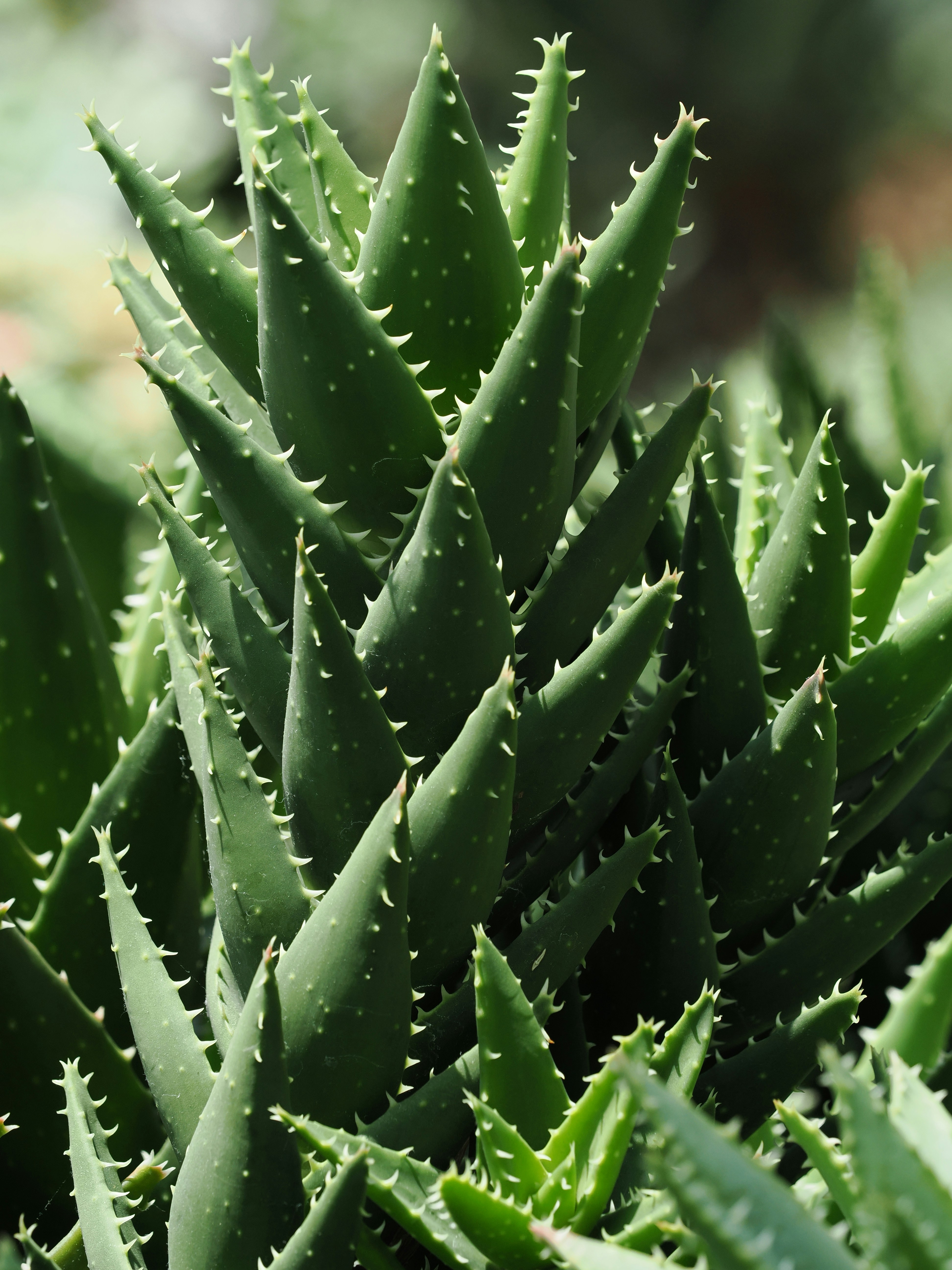 Emerald Succulent Surge: A Close-Up Portrait of Spiky Green Foliage