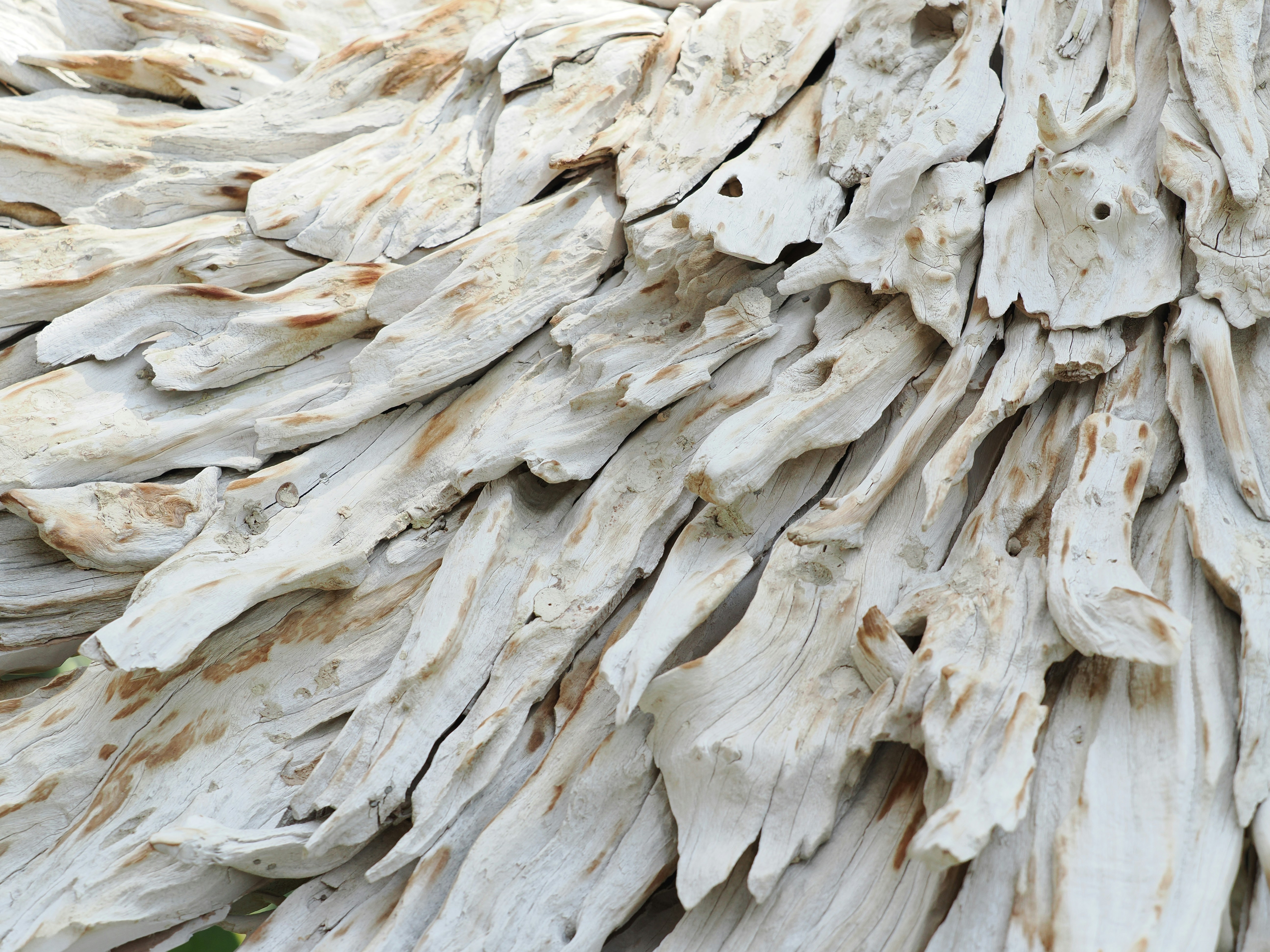 Weathered Petals of White Drift