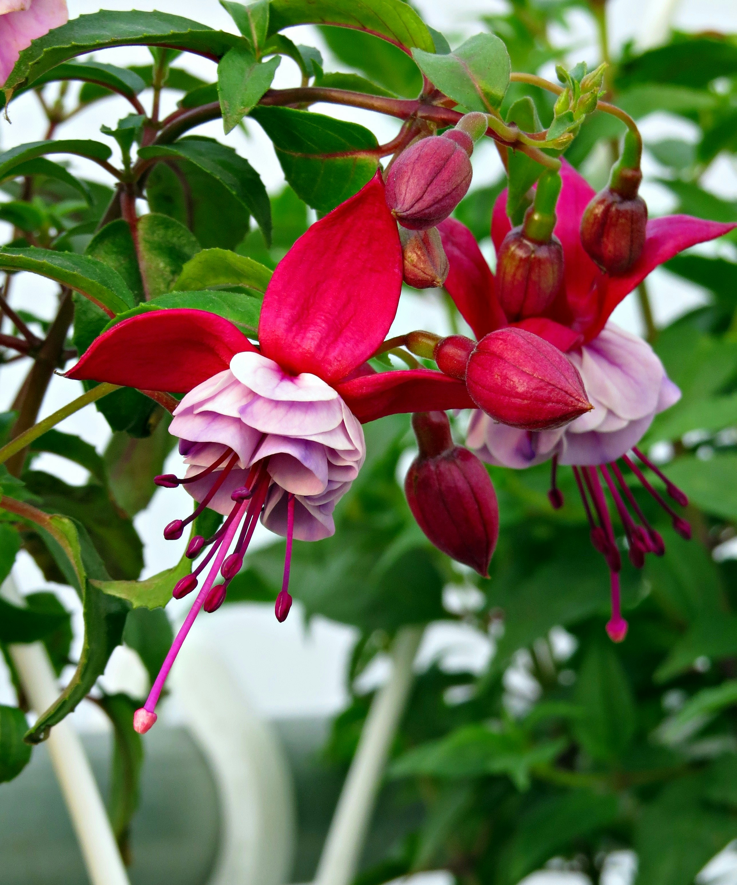 Crimson Blooms: Fuchsia Horticultural Pendant with Layered Petals